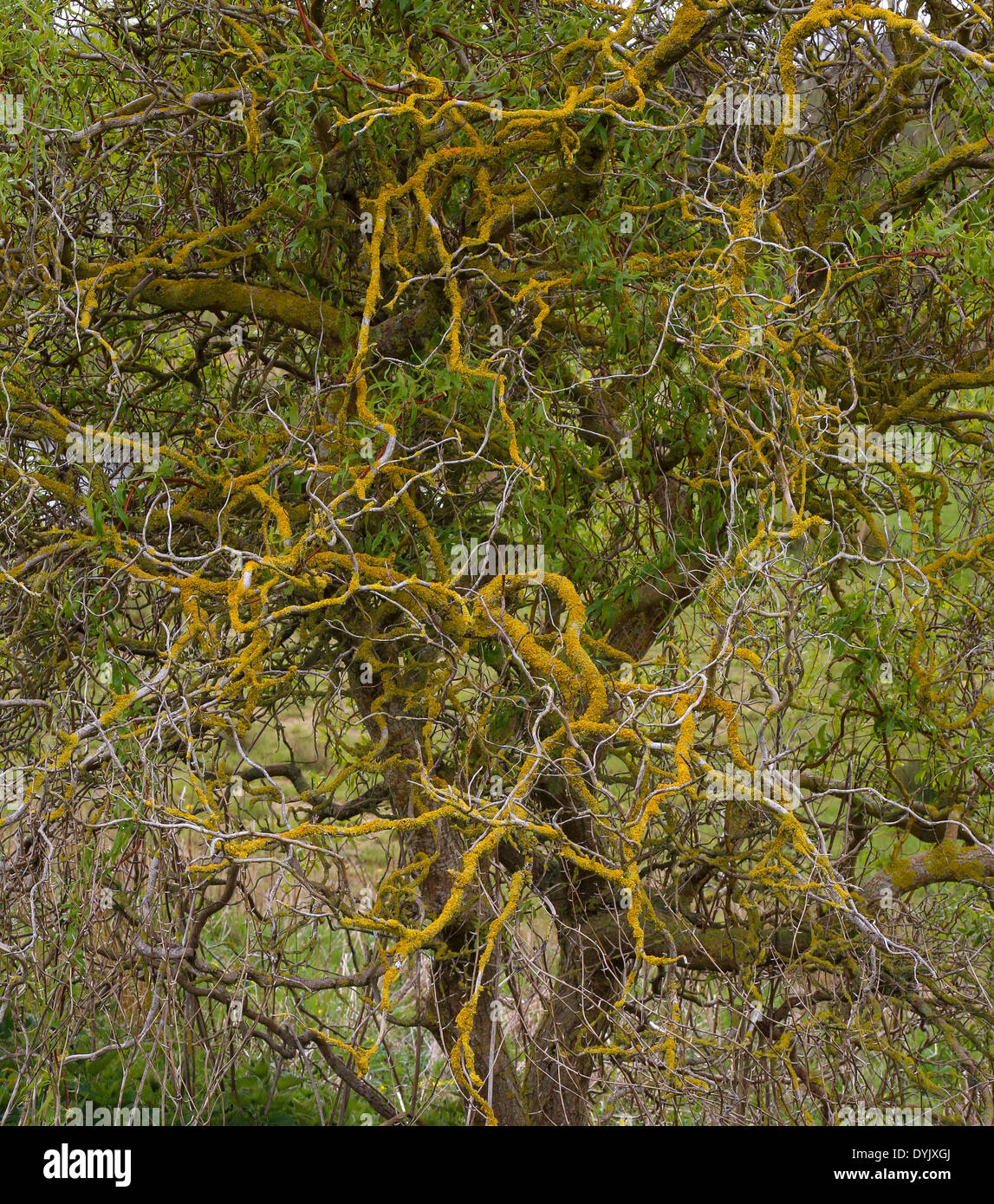 Lichens orange Banque de photographies et d’images à haute résolution ...