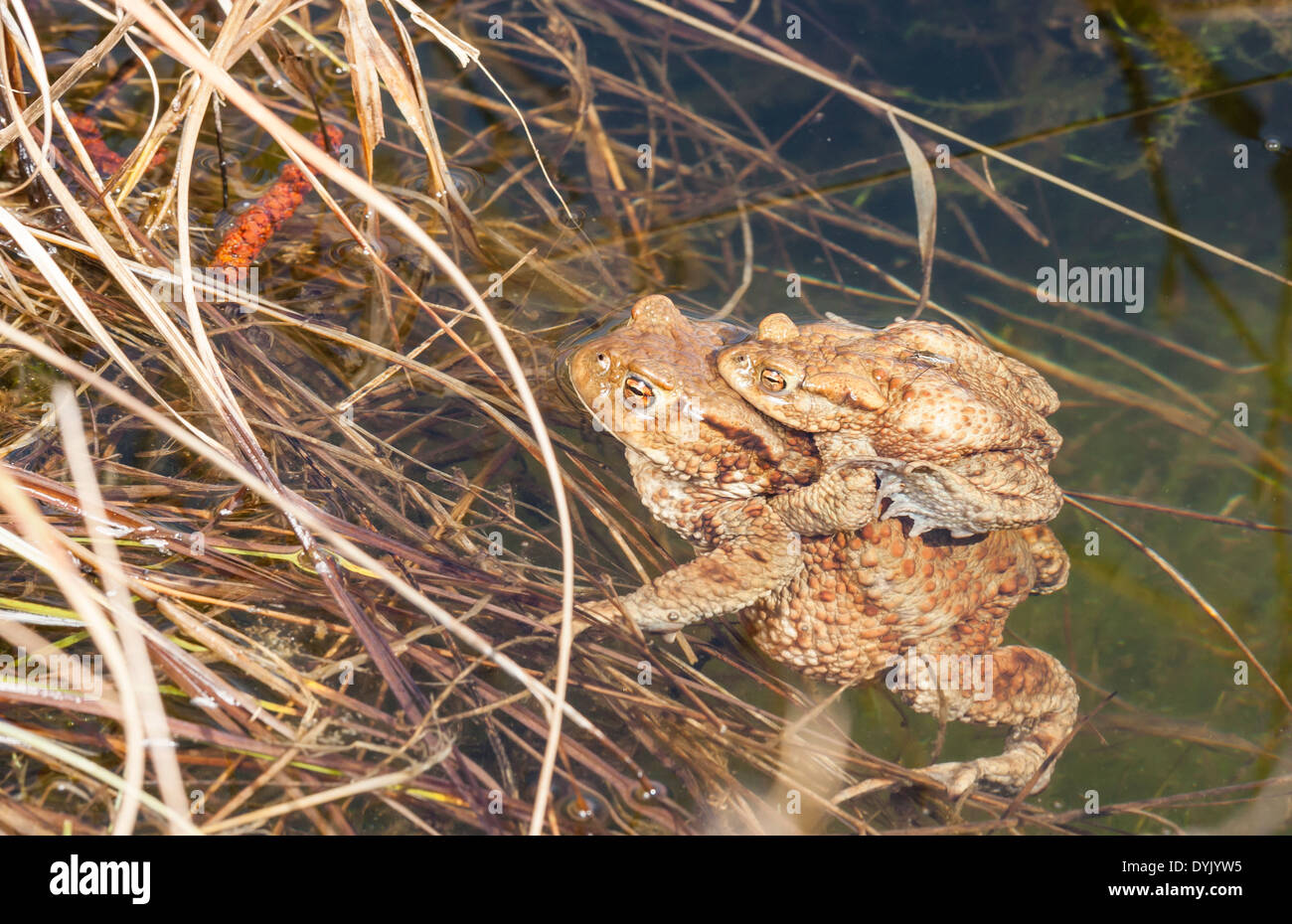 Grenouille de bébé s'asseoir sur le dos de sa mère qui est assis sur un ...
