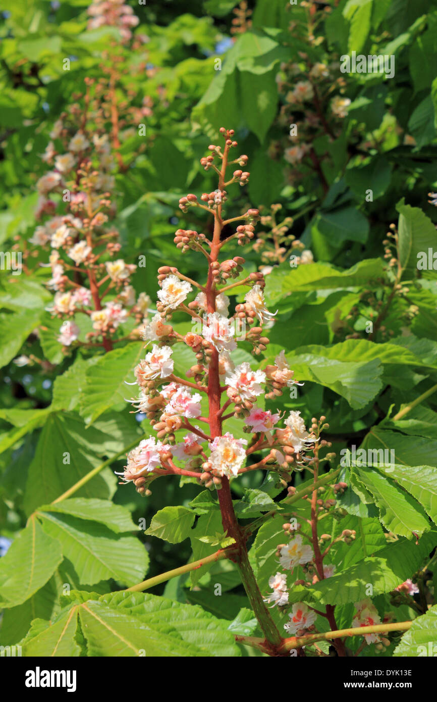 Bougies de marronnier Banque de photographies et d’images à haute ...