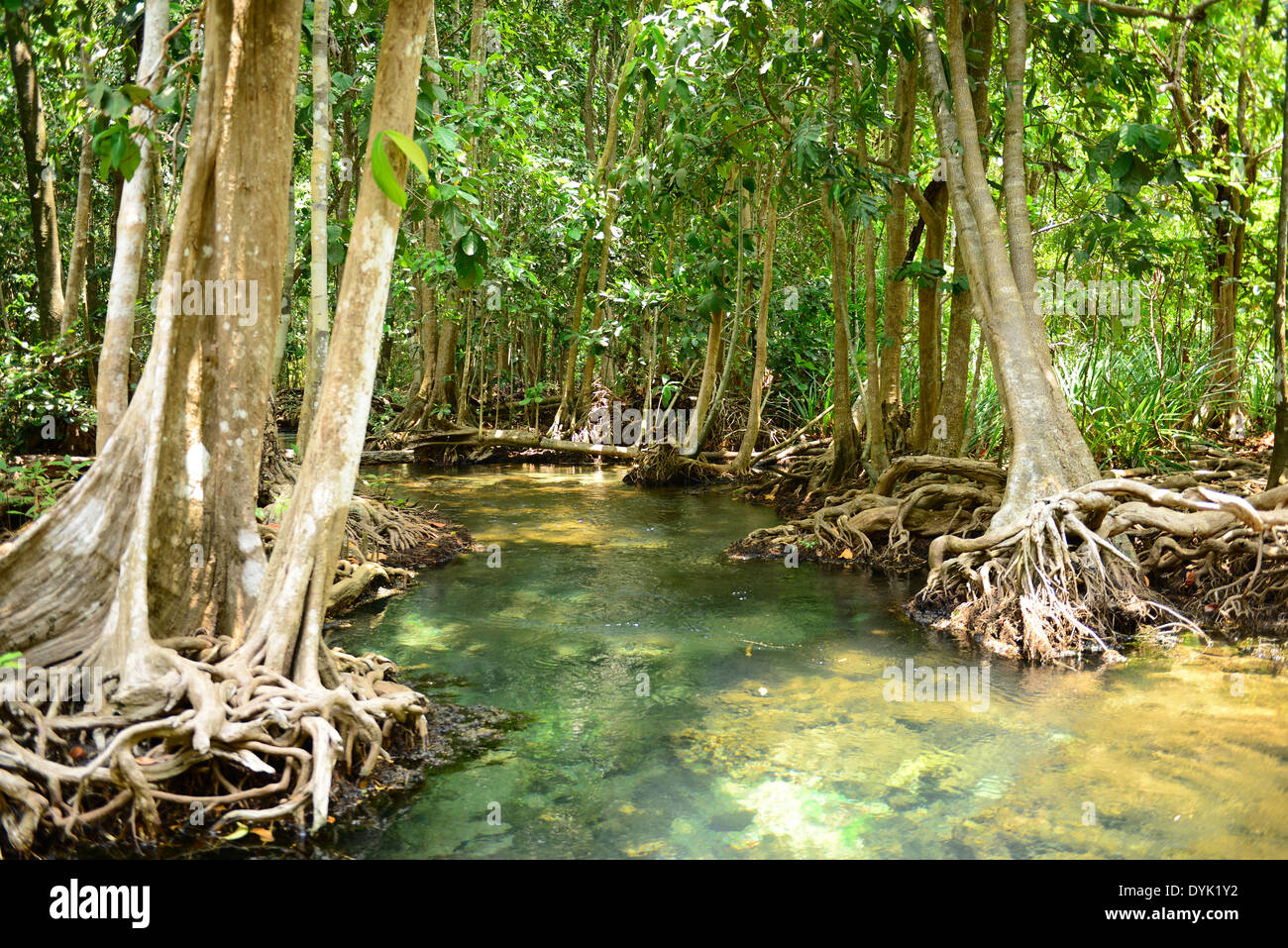 Forêts de mangroves Banque de photographies et d’images à haute ...