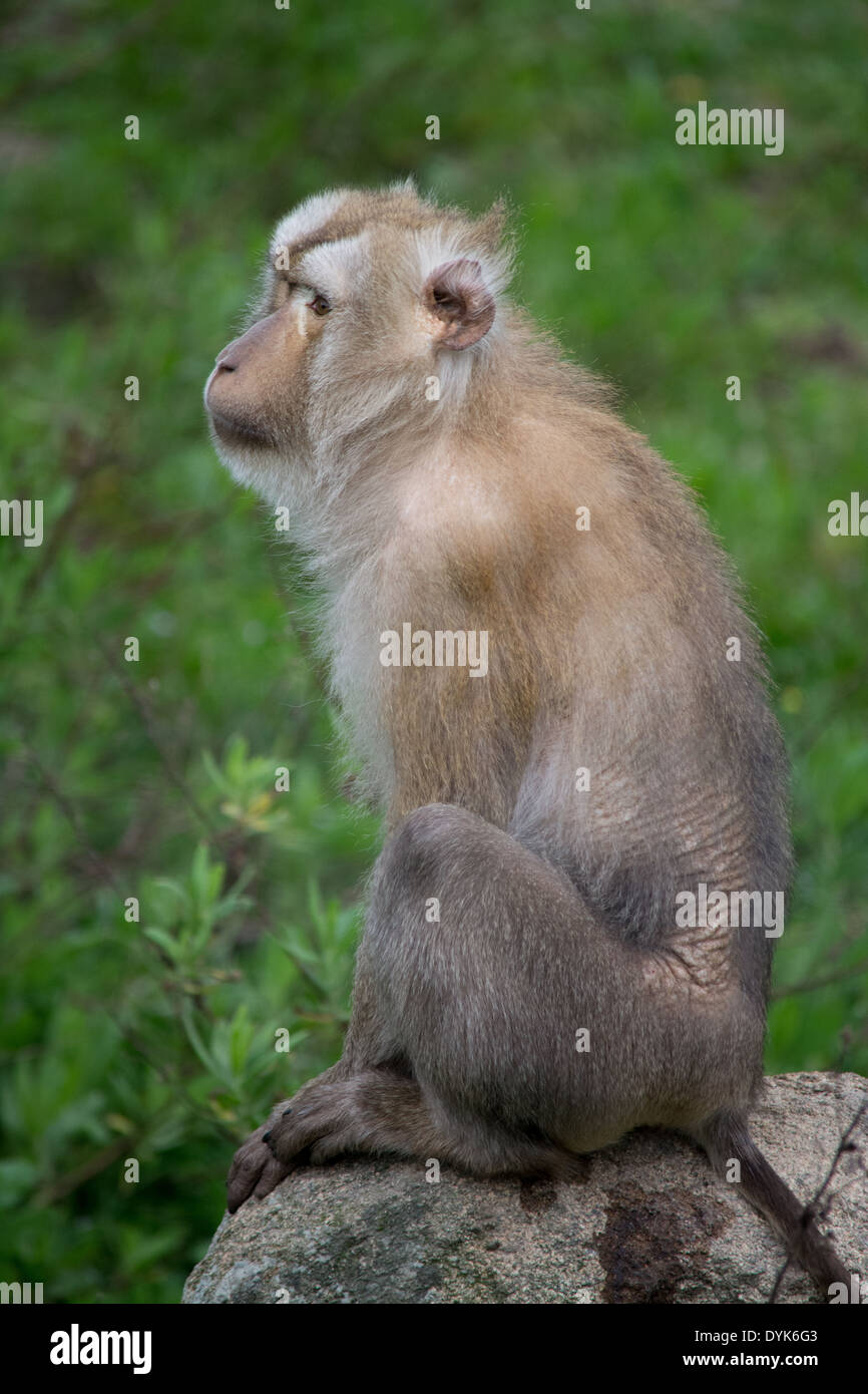 Monkey looking sideways Banque de photographies et d’images à haute ...
