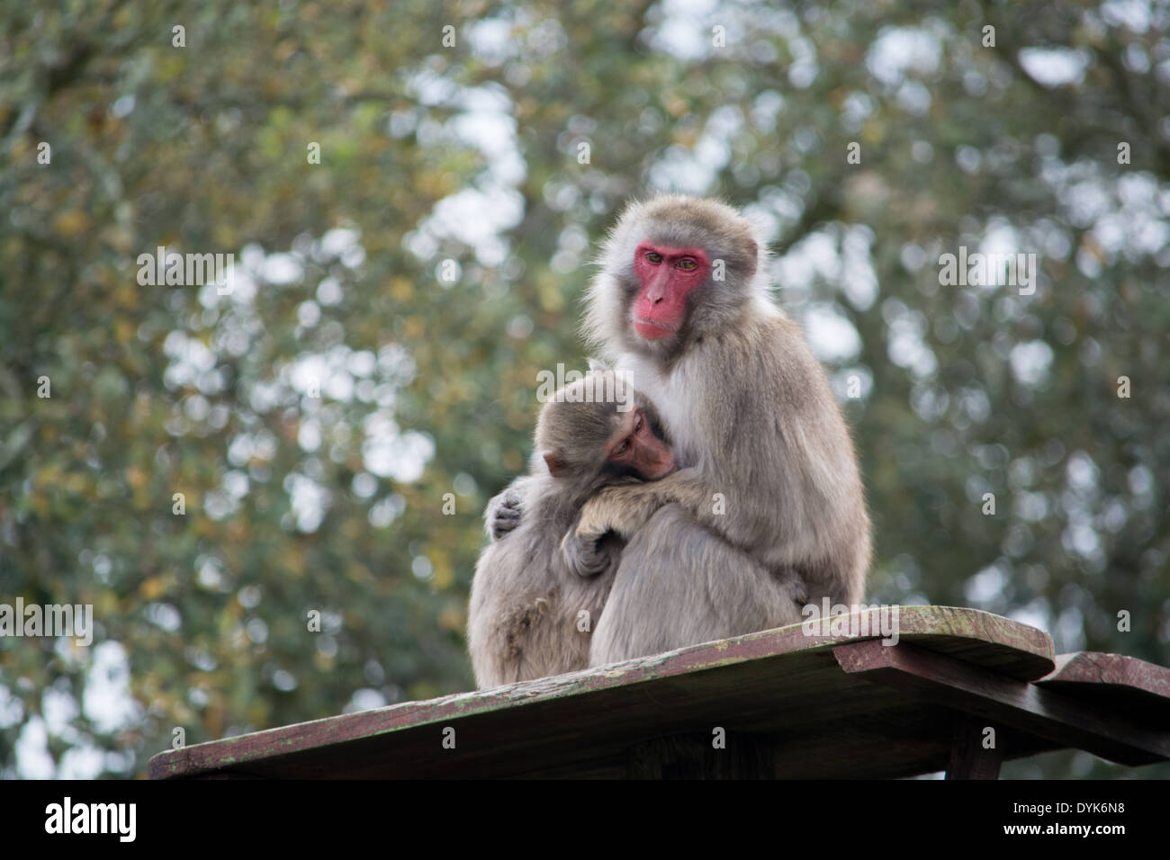 2 singes Banque de photographies et d’images à haute résolution - Alamy