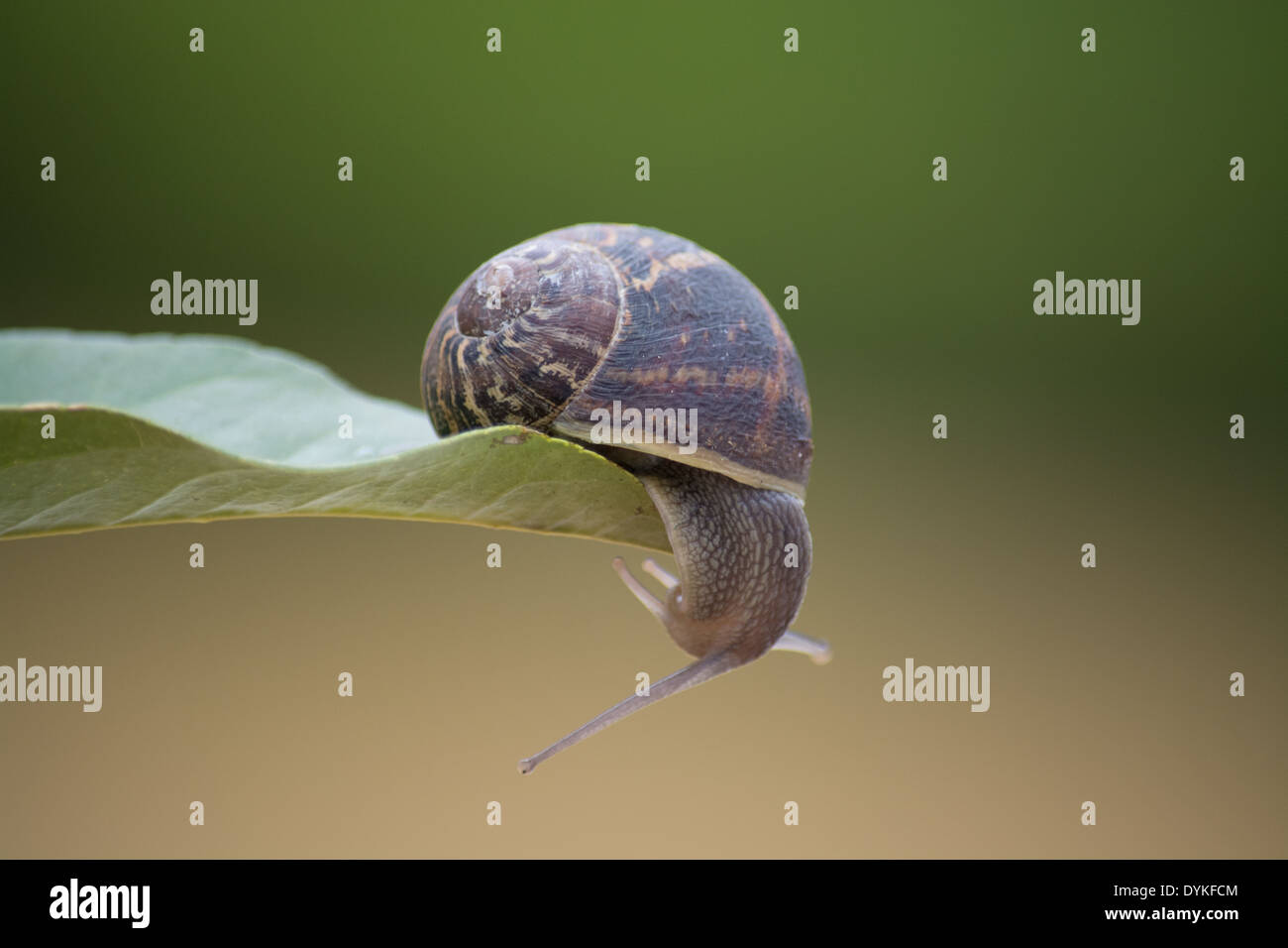 Gros plan d'escargot Banque de photographies et d’images à haute ...