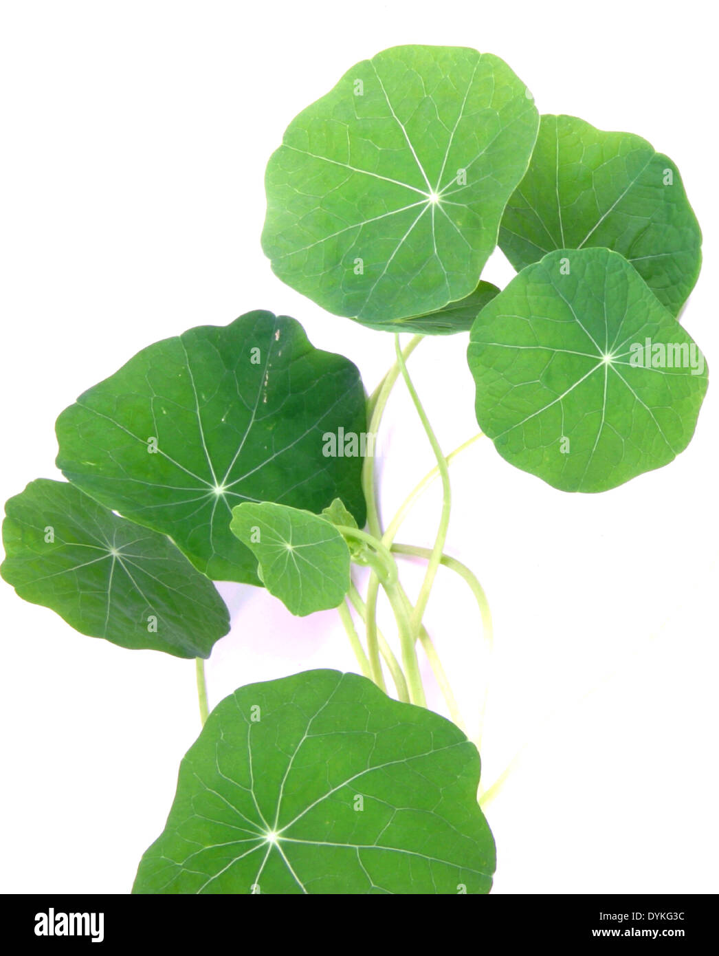 Indian cress tropaeolum majus Banque de photographies et d’images à ...