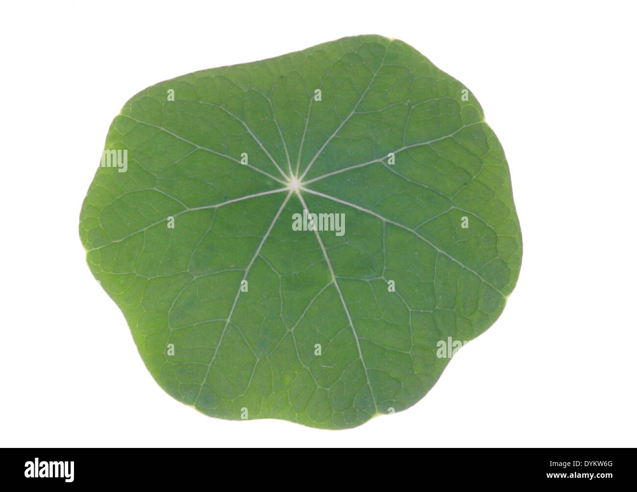 Indian cress tropaeolum majus Banque d'images détourées - Alamy