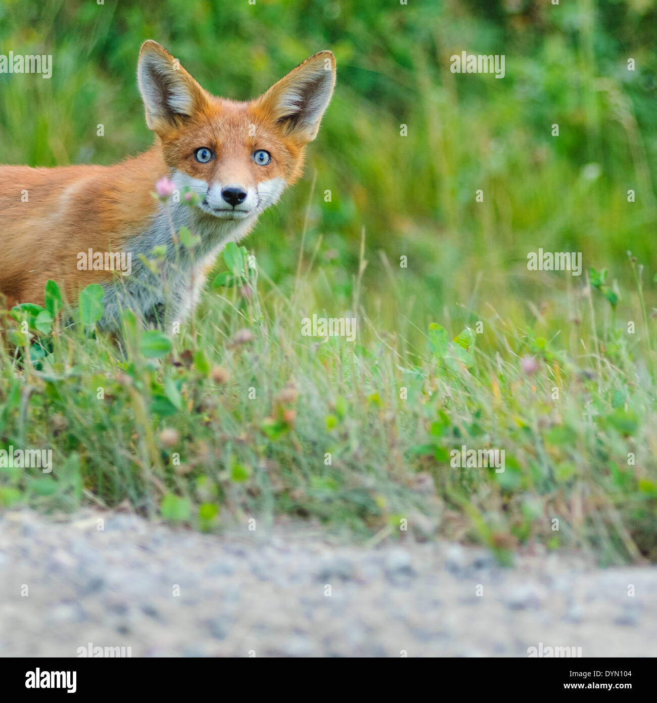 Un seul renard roux Banque de photographies et d’images à haute ...