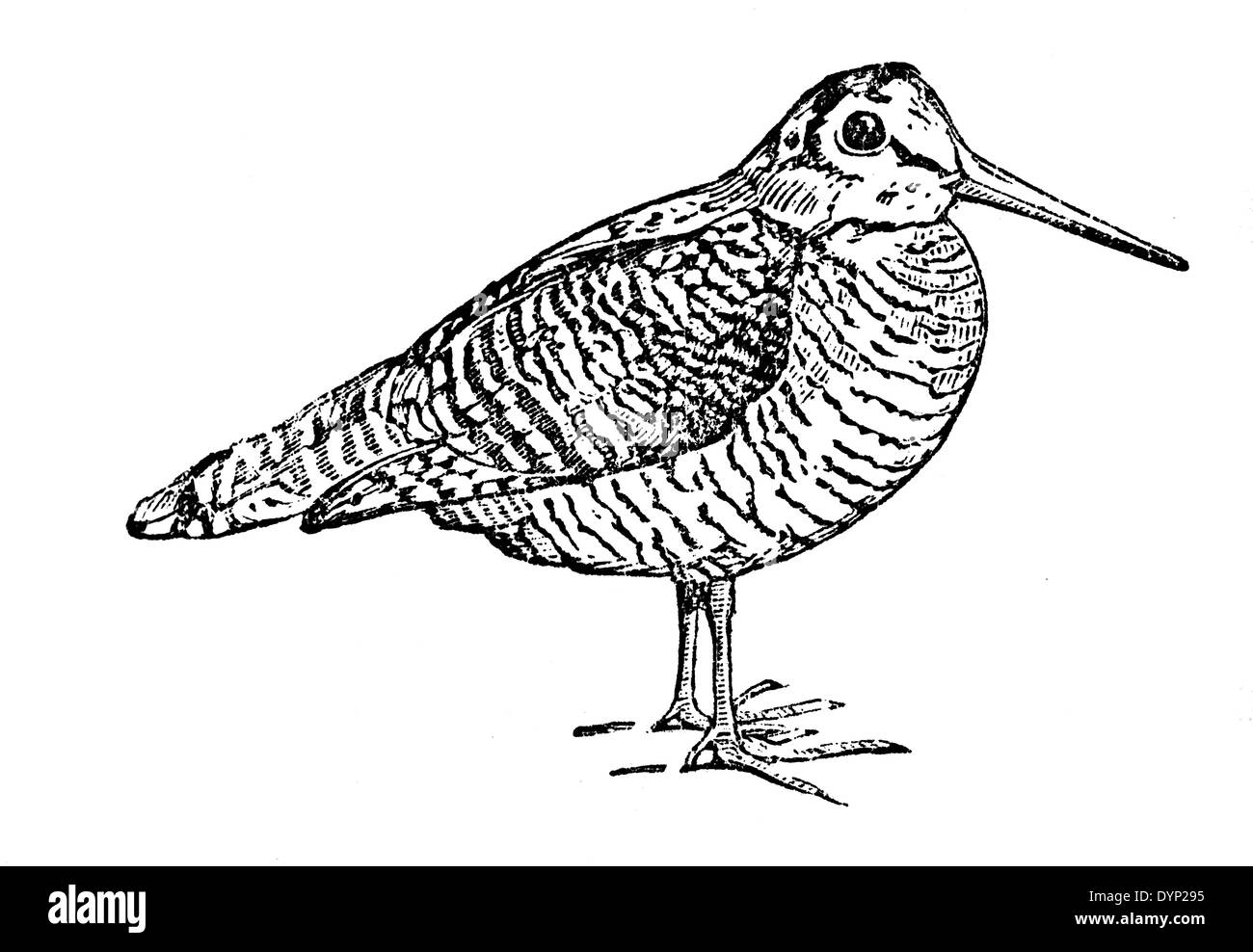 Bécasse dessin Banque d'images détourées - Alamy