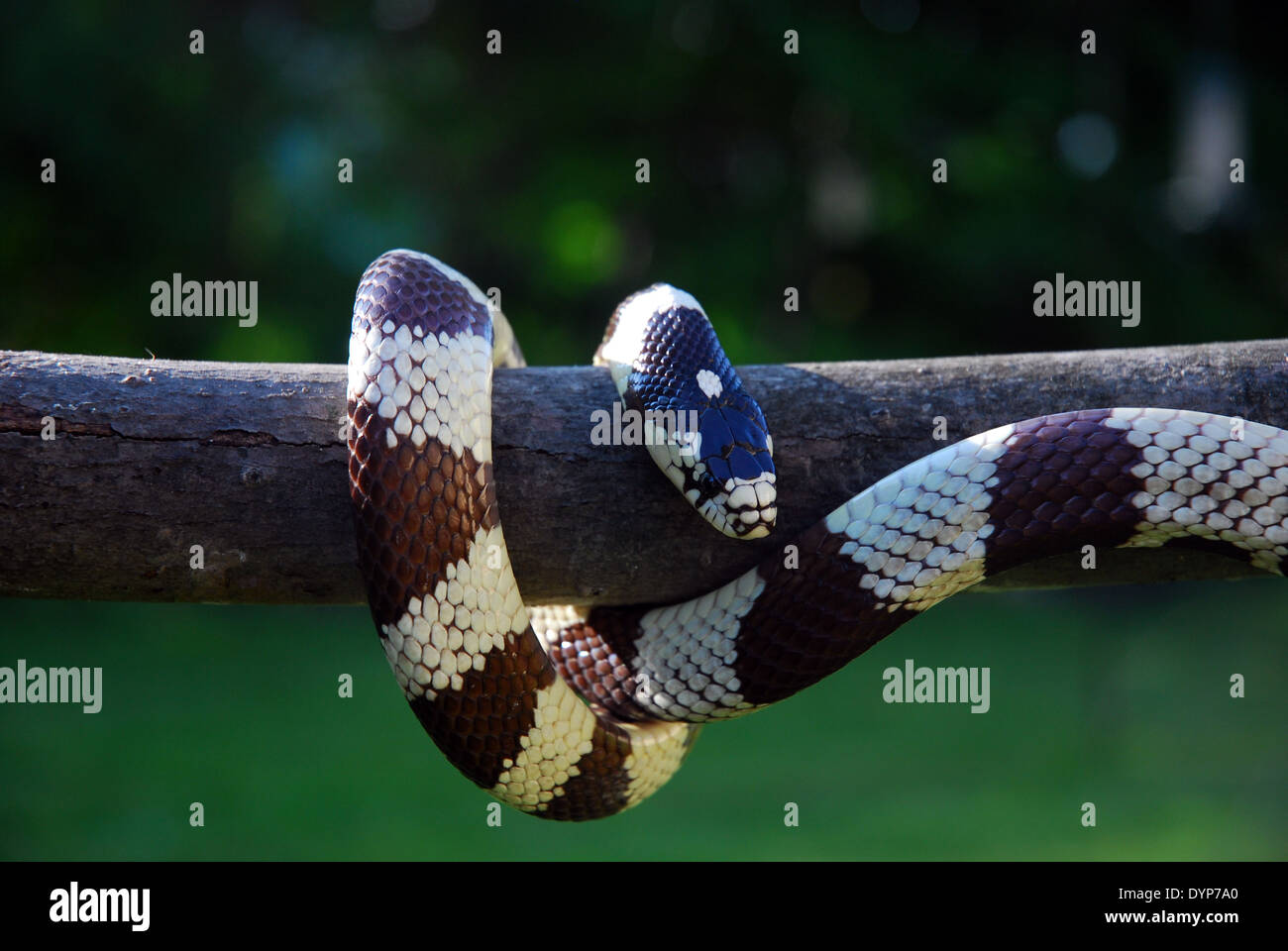 King snake Banque de photographies et d’images à haute résolution - Alamy