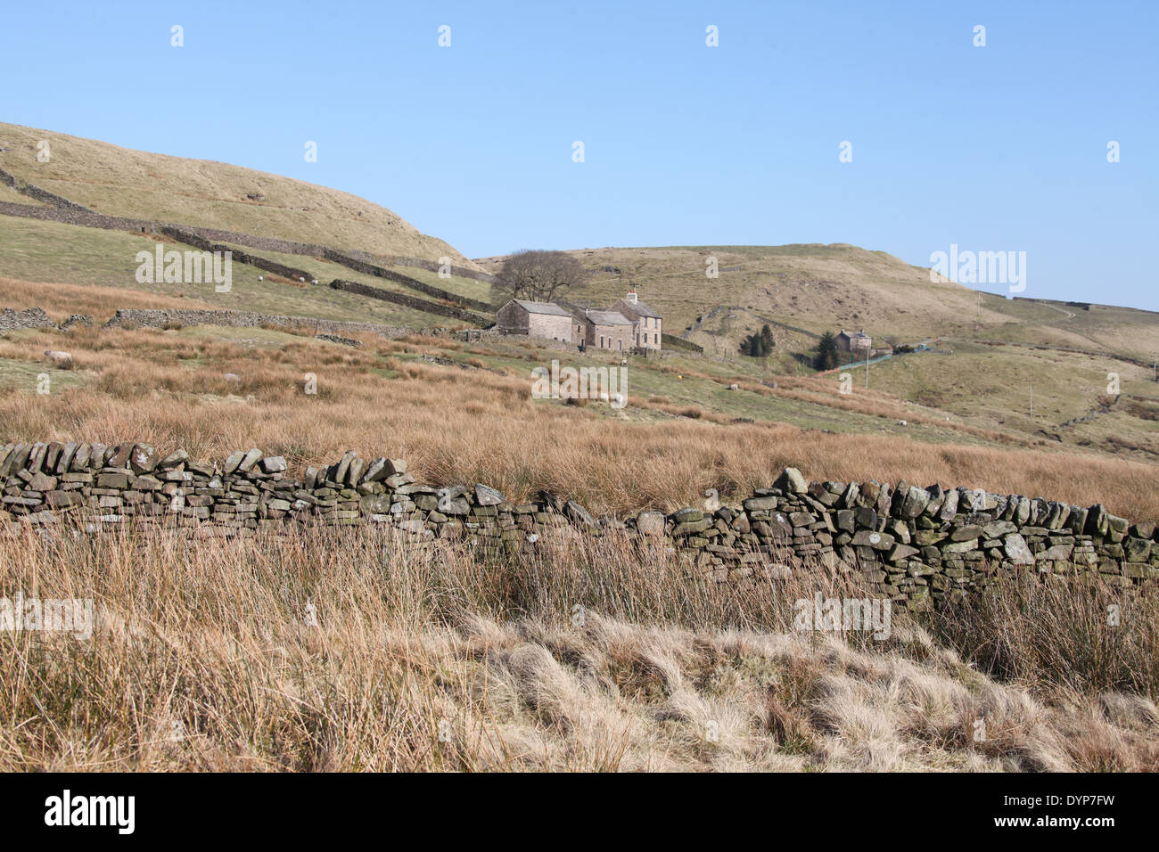 Derbyshire gritstone sheep Banque de photographies et d’images à haute ...