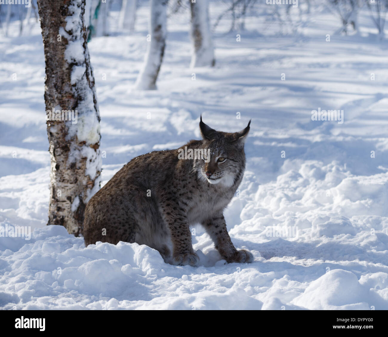 Northern lynx lynx lynx lynx Banque de photographies et d’images à ...