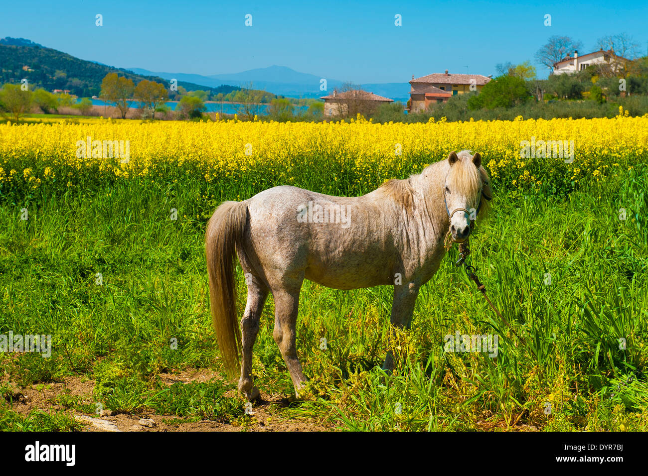 Poney et cheval Banque de photographies et d’images à haute résolution ...