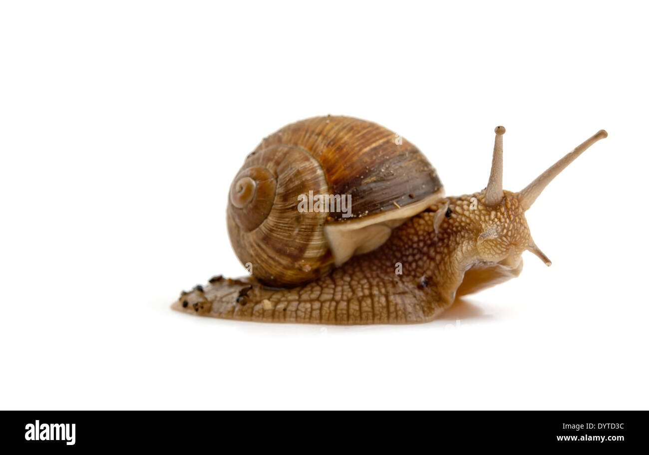 Escargot sur fond blanc Banque de photographies et d’images à haute ...