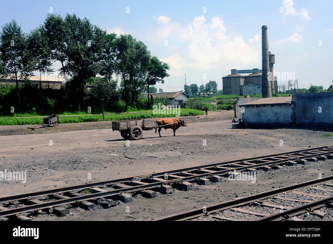 Train de bœufs et charrette Banque de photographies et d’images à haute résolution - Alamy