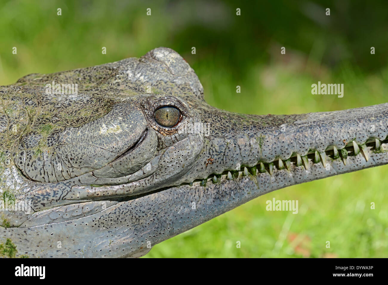 Ganges gavial Banque de photographies et d’images à haute résolution ...