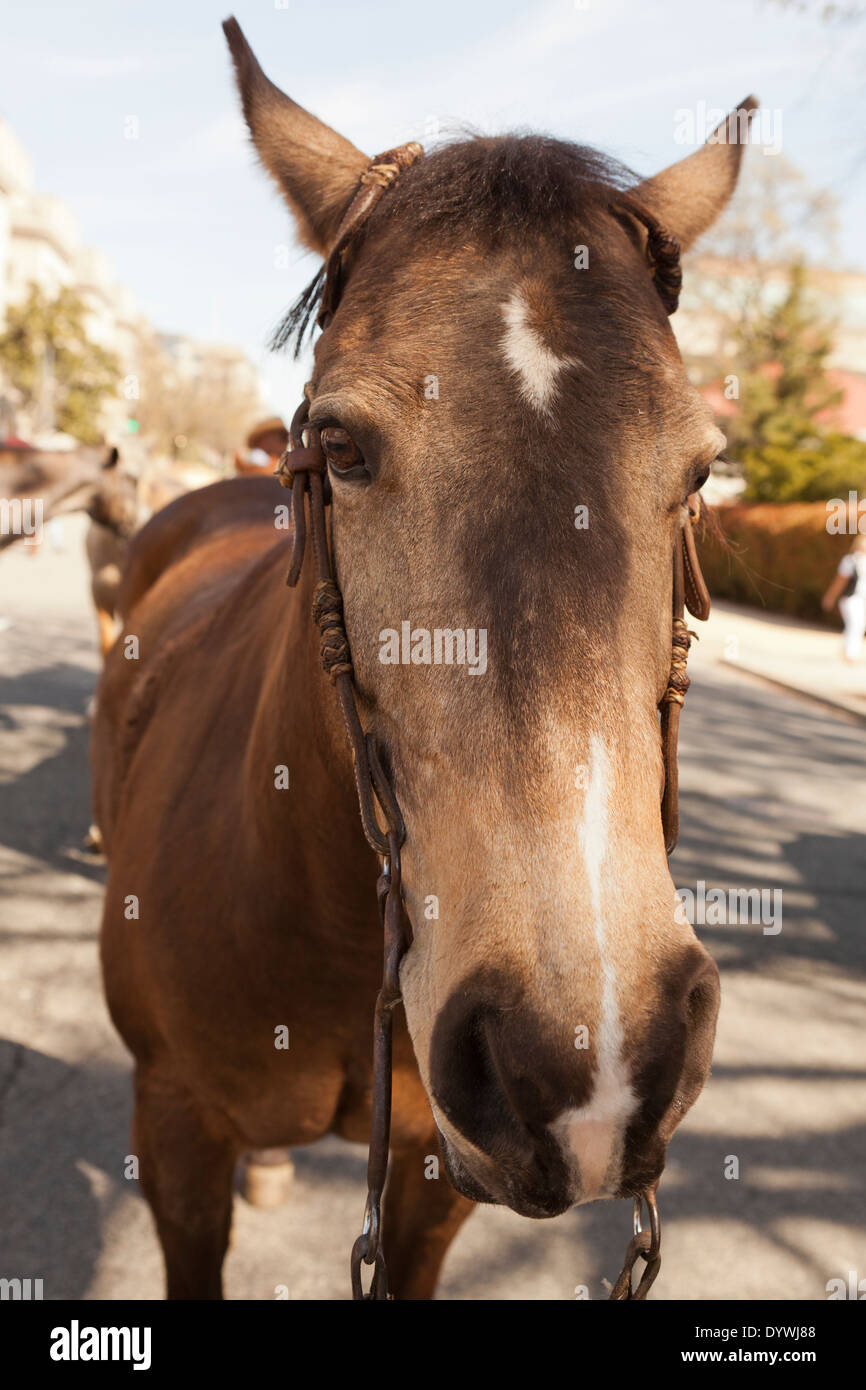 Visage de cheval Banque de photographies et d’images à haute résolution ...