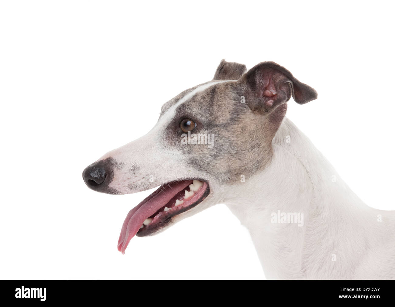 Levrier greyhound Banque de photographies et d’images à haute ...