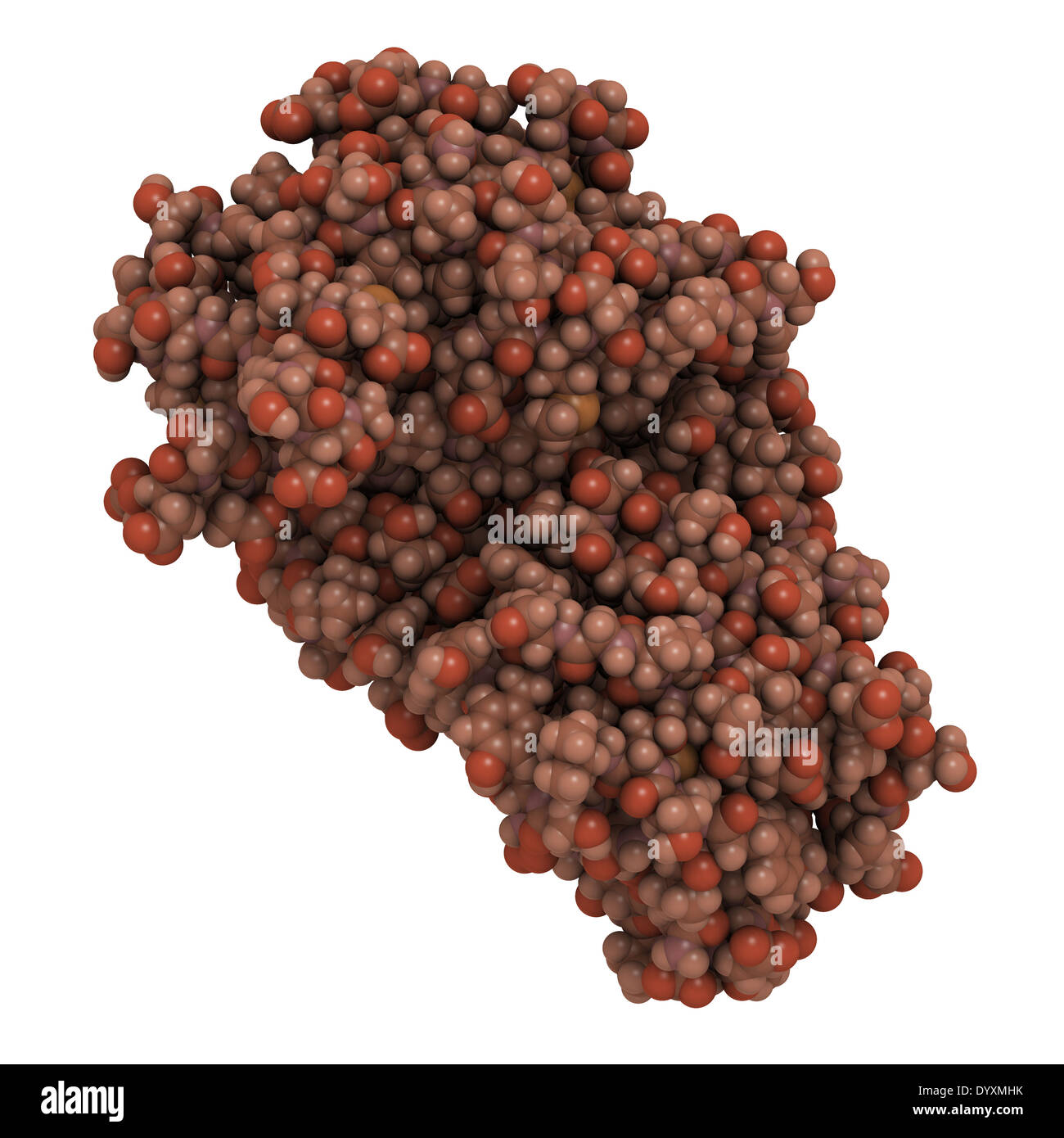 La structure de la papaine Banque d'images détourées - Alamy