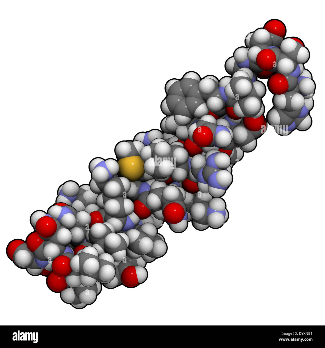 Peptide intestinal vasoactif Banque de photographies et d’images à ...