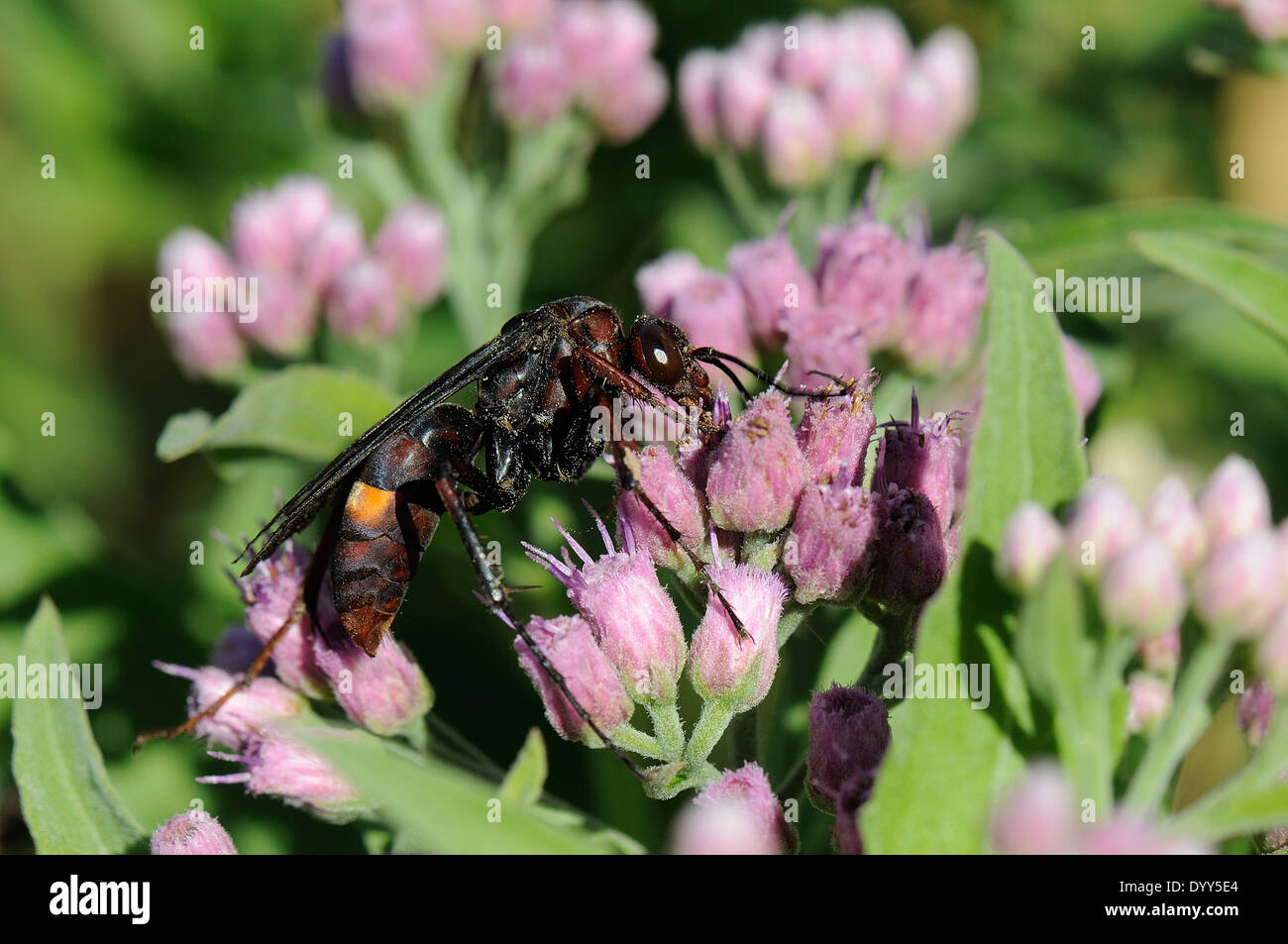 Guêpe rouge Banque de photographies et d’images à haute résolution - Alamy