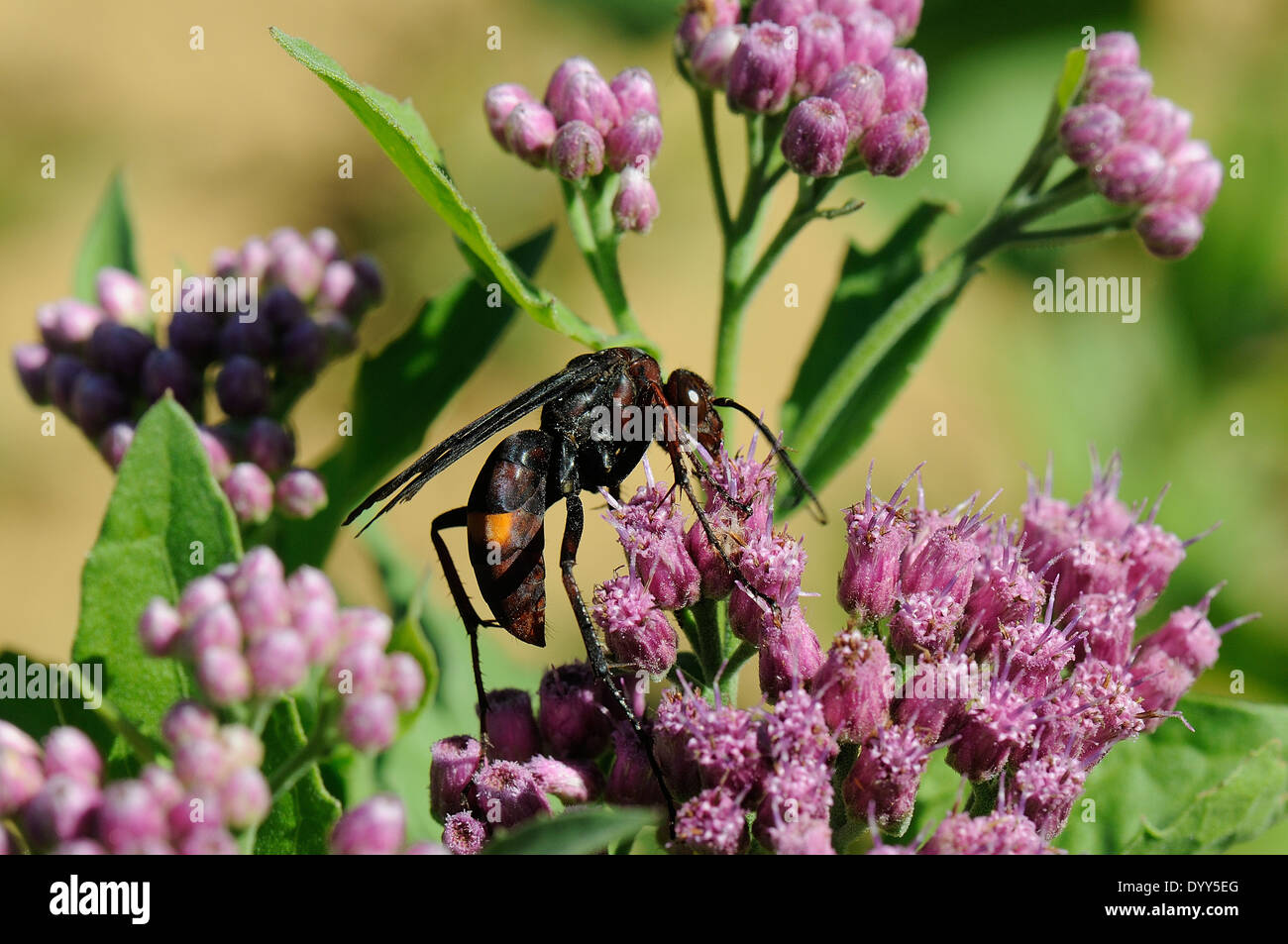 Guêpe rouge Banque de photographies et d’images à haute résolution - Alamy