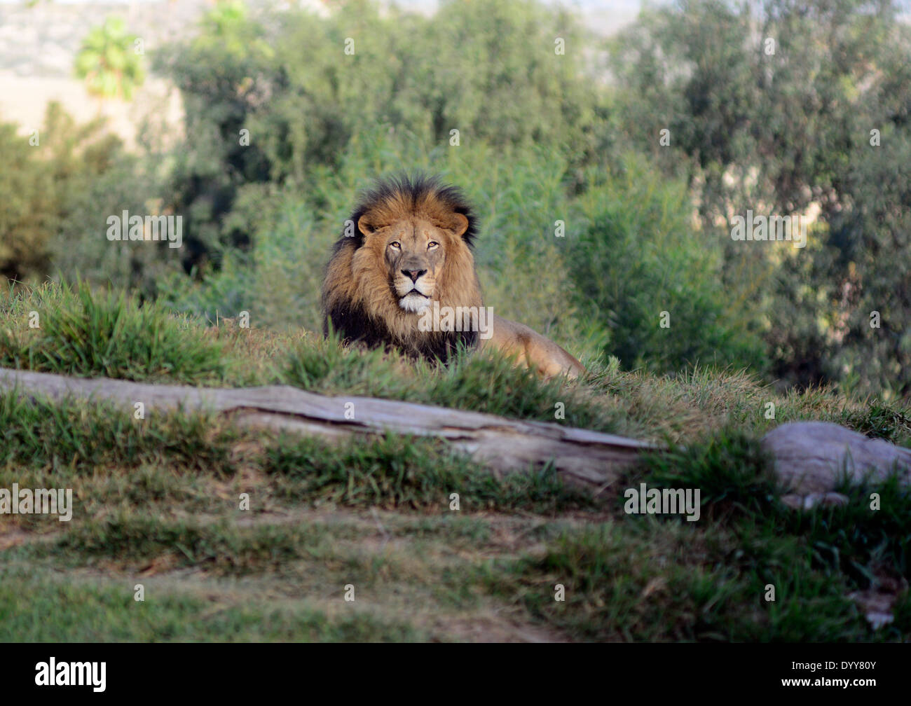 Méchant lion Banque de photographies et d’images à haute résolution - Alamy