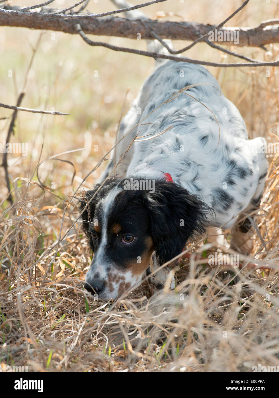 Chiot setter anglais Banque de photographies et d’images à haute ...