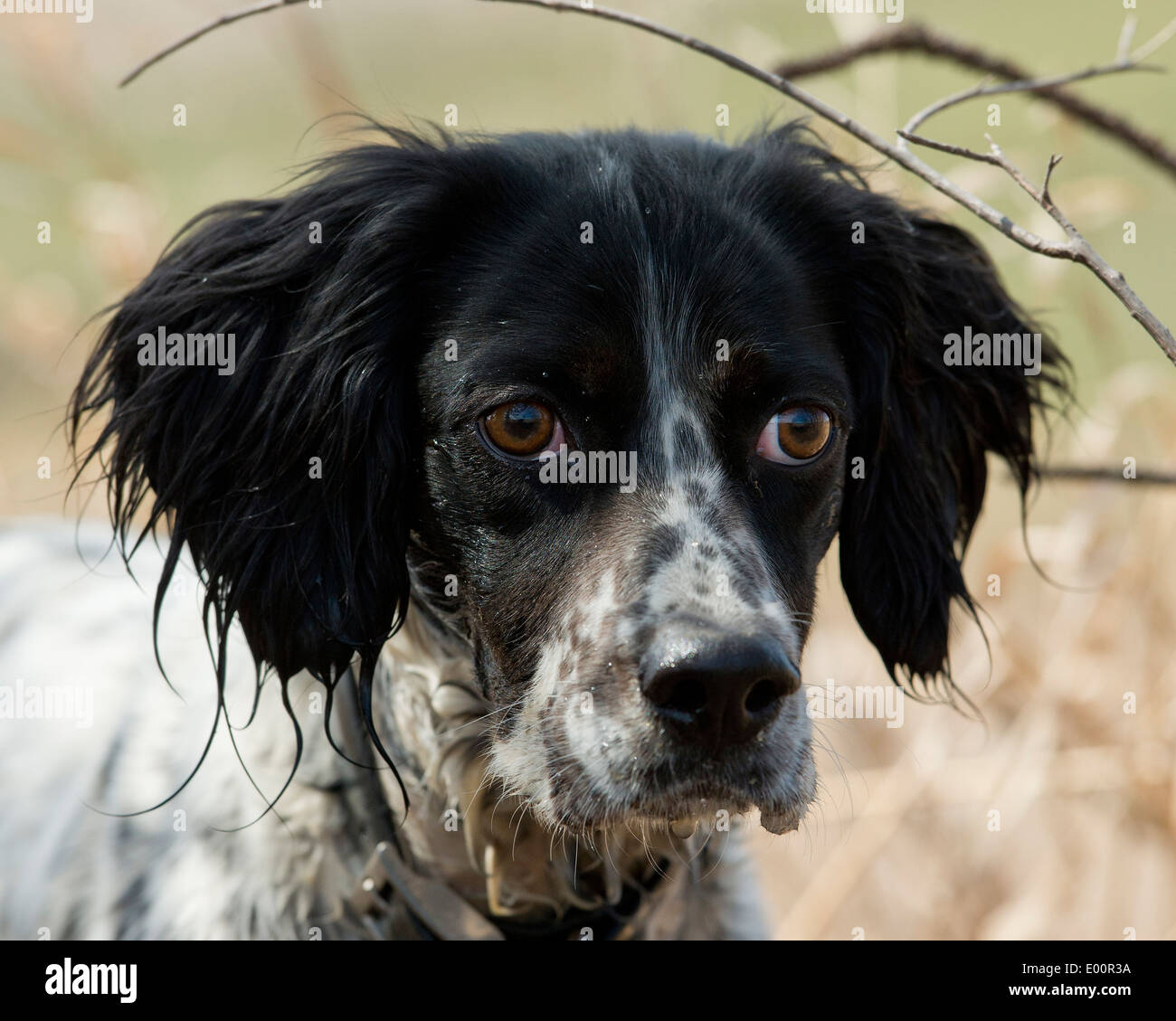 English setter english pointer Banque de photographies et d’images à ...