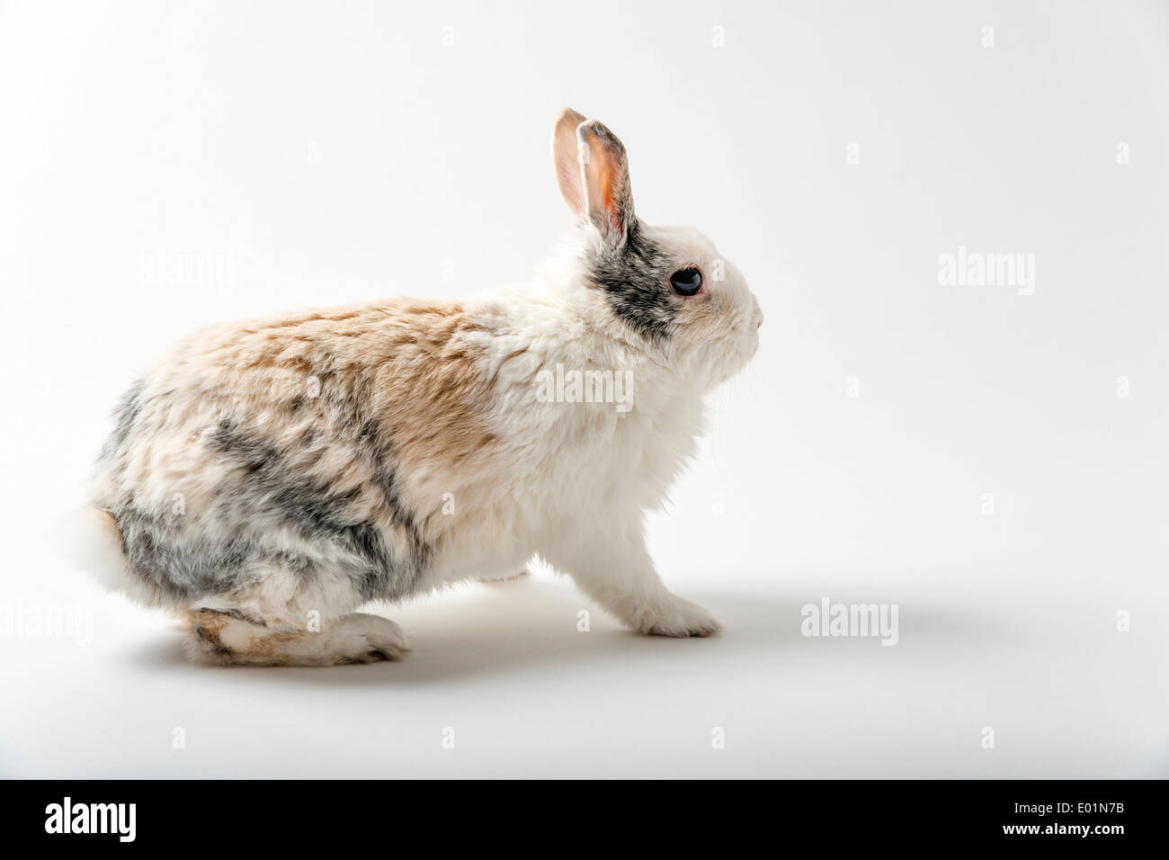 Lapin sur fond blanc Banque de photographies et d’images à haute ...