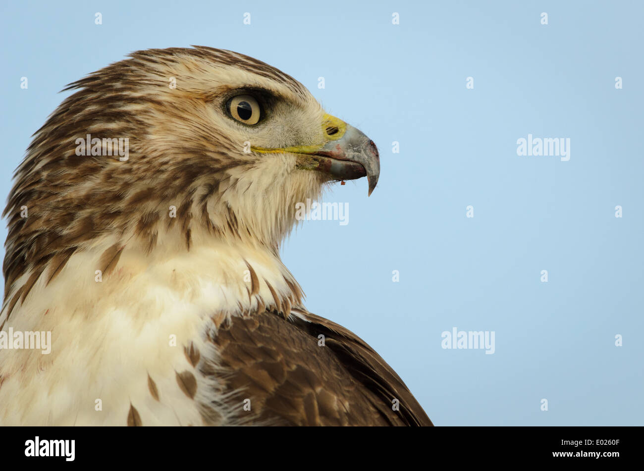 La buse à queue rousse immature Banque de photographies et d’images à haute résolution - Alamy