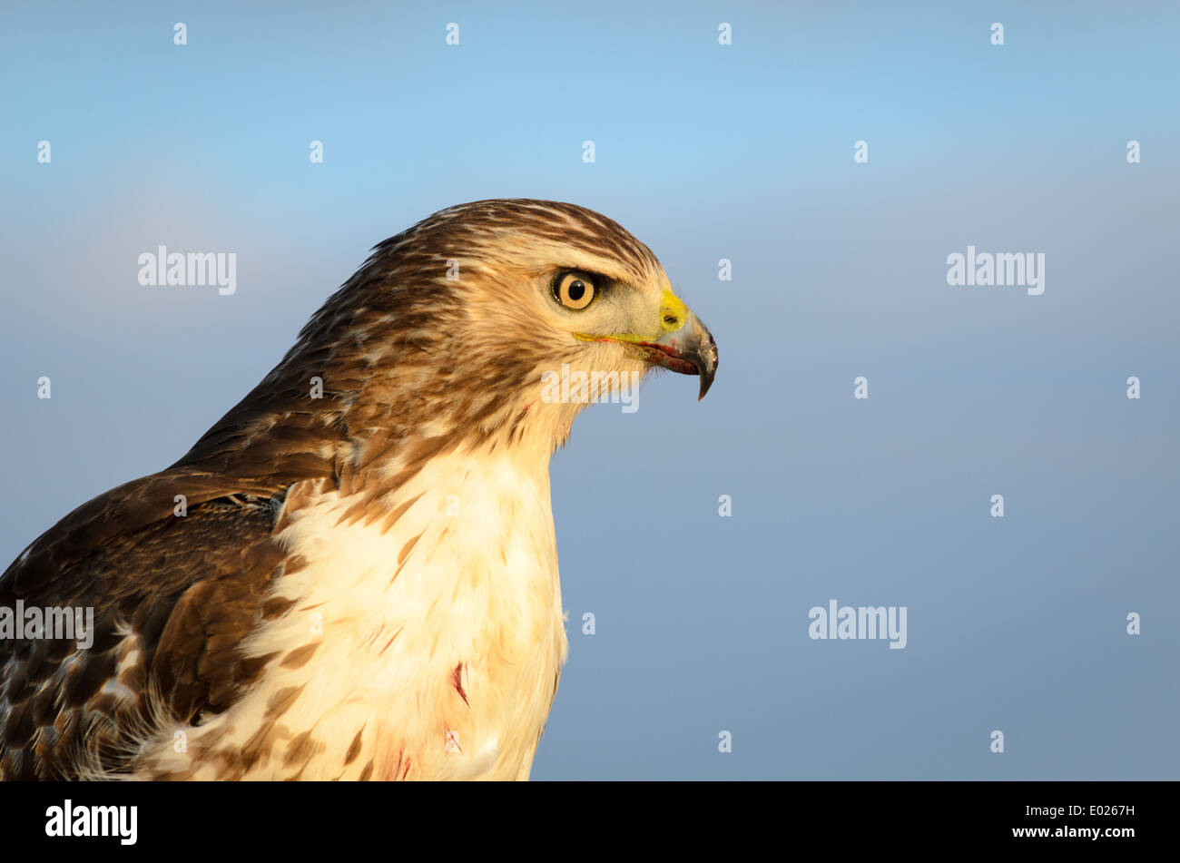 La buse à queue rousse immature Banque de photographies et d’images à haute résolution - Alamy