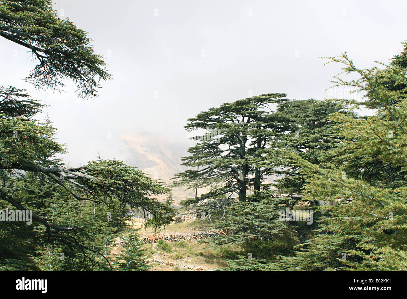 Le Cèdre Du Liban Banque d'image et photos - Alamy