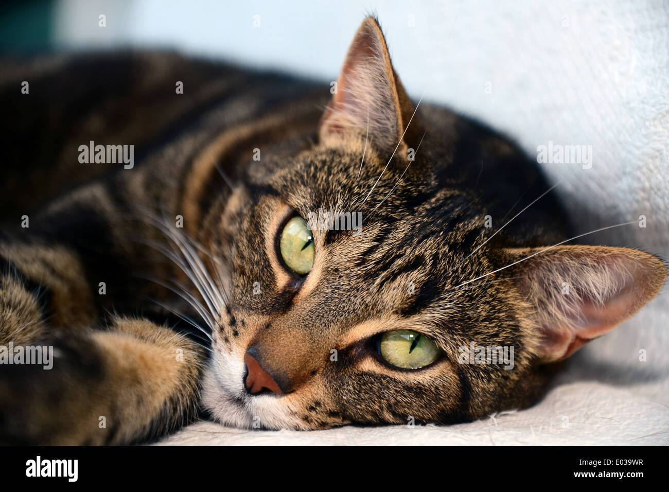 Mau Banque de photographies et d’images à haute résolution - Alamy