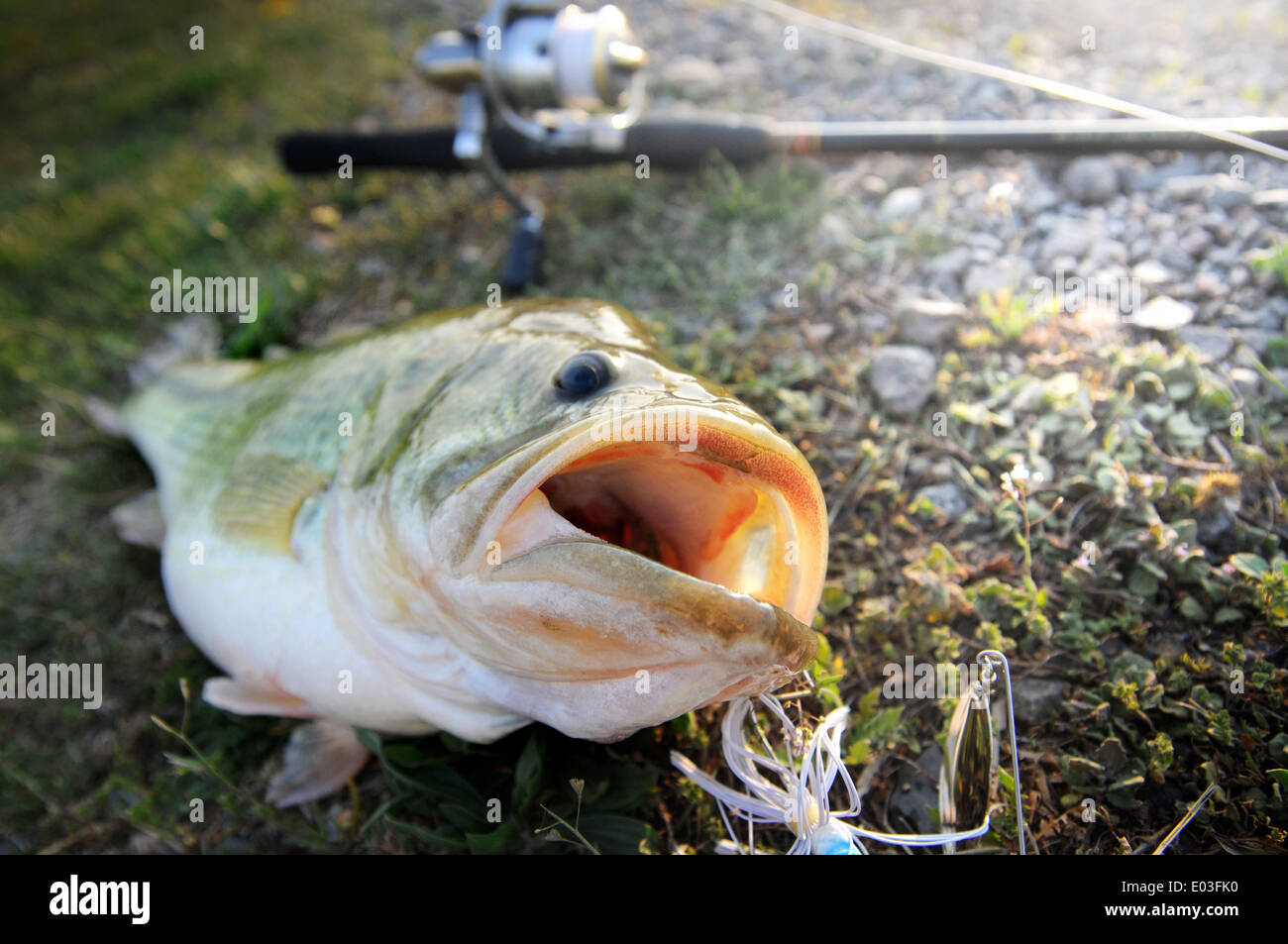 Basse Grande Bouche Banque d'image et photos - Alamy
