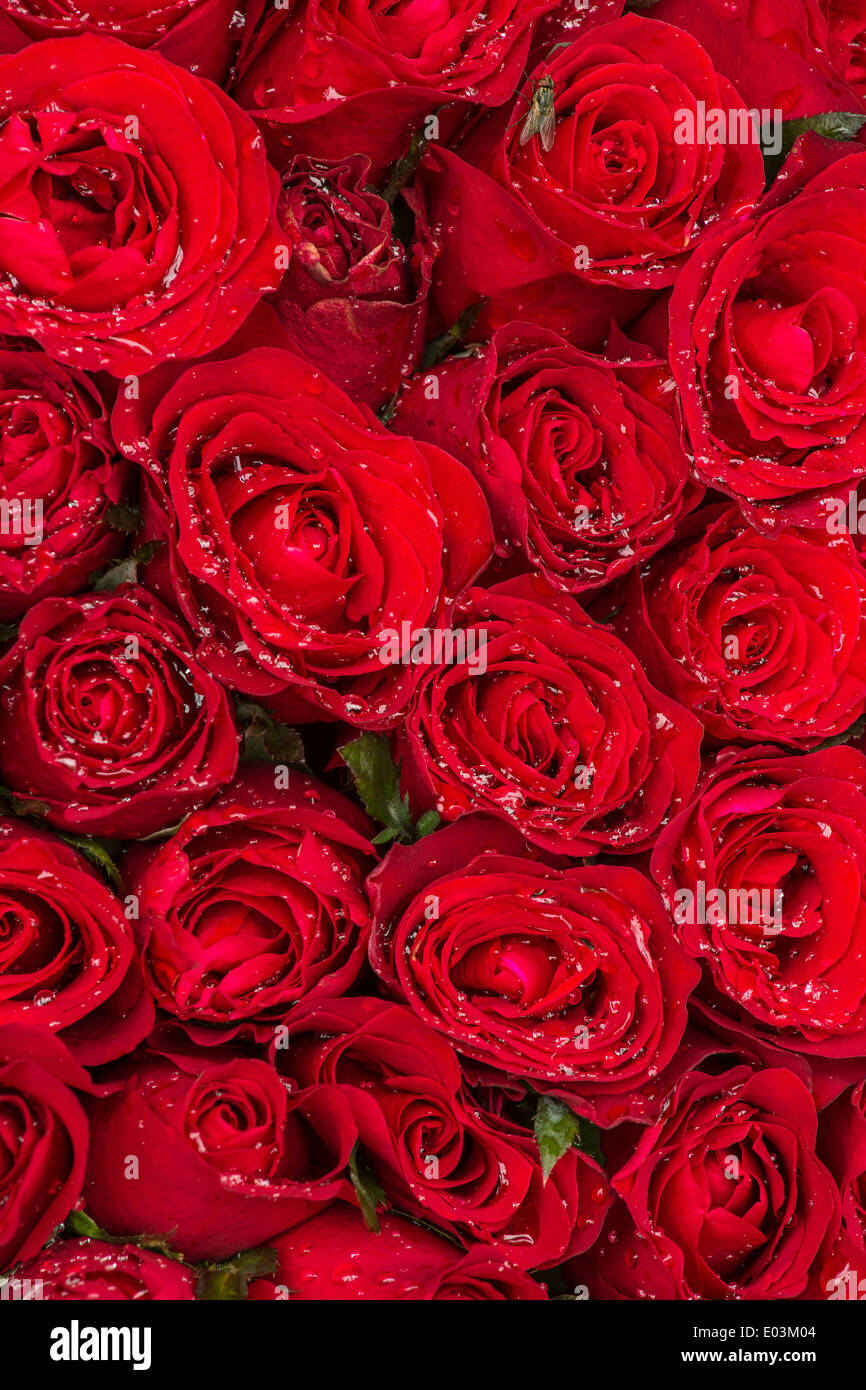 Belles roses rouges Banque de photographies et d’images à haute ...