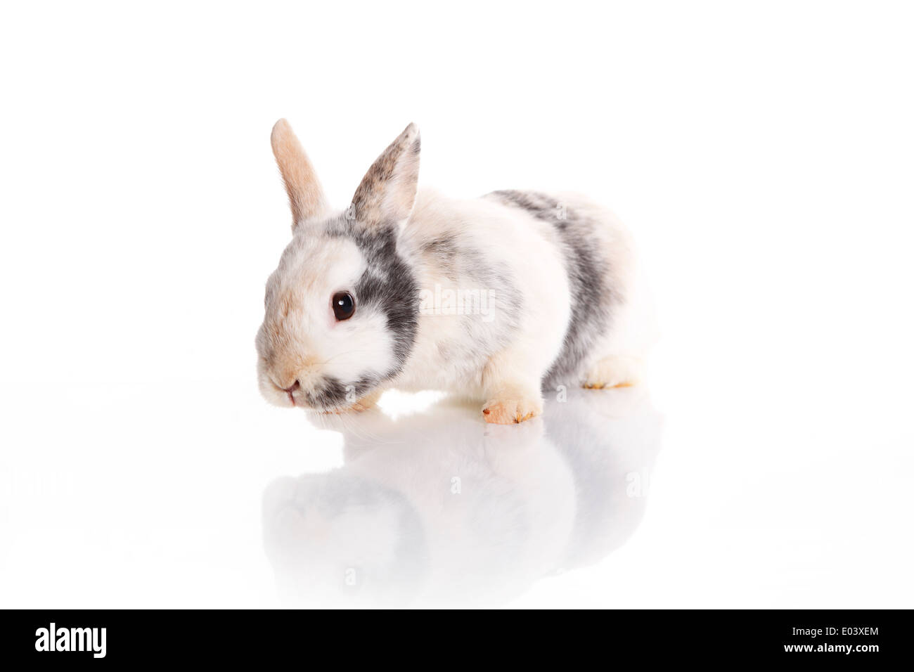 Lapin sur fond blanc Banque de photographies et d’images à haute ...