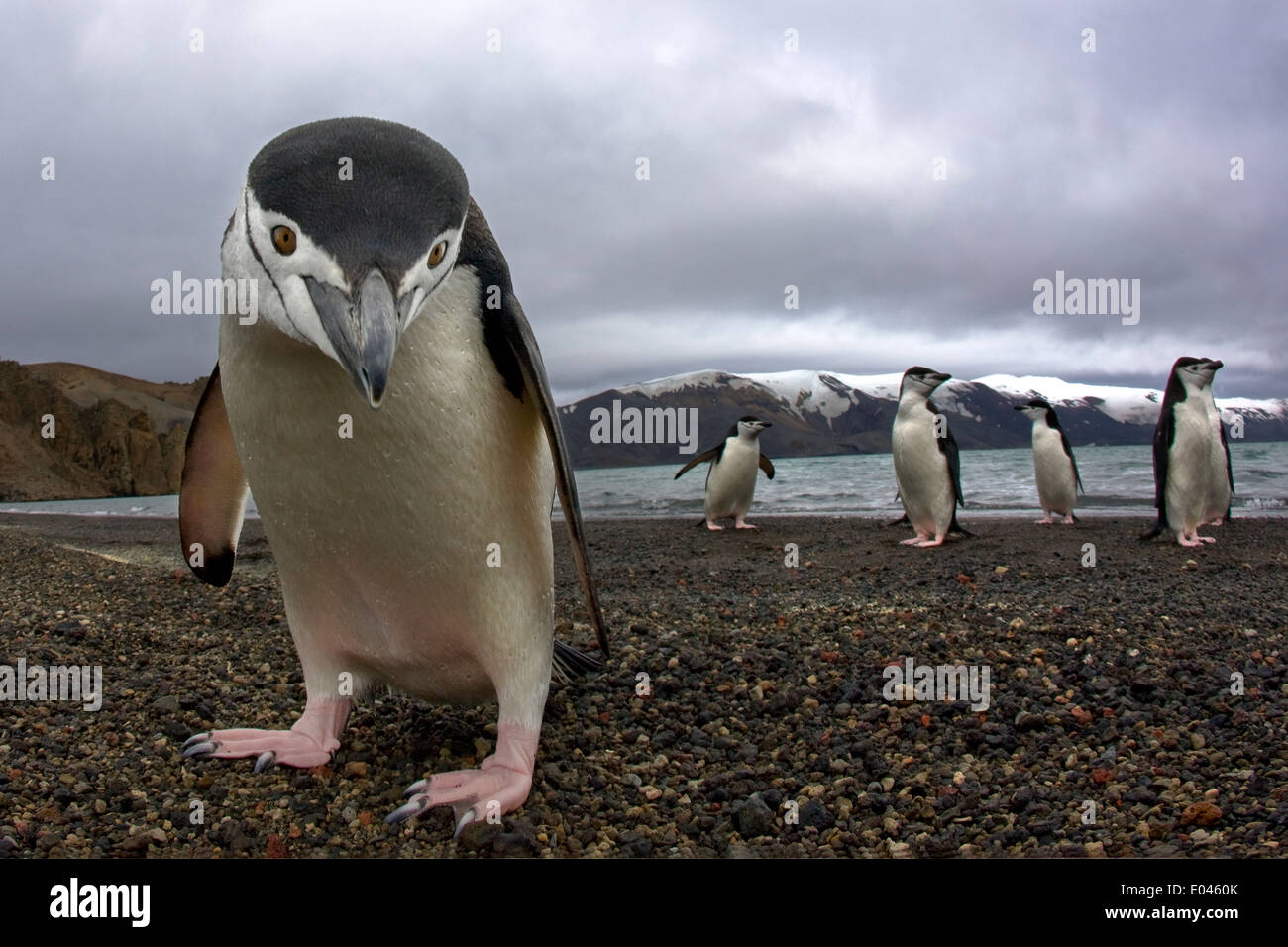 Pingouin sur la plage Banque de photographies et d’images à haute ...