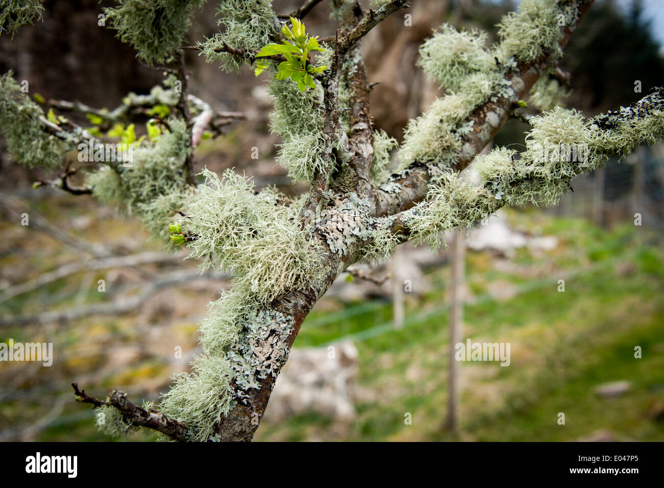 Lichens mixtes Banque de photographies et d’images à haute résolution ...
