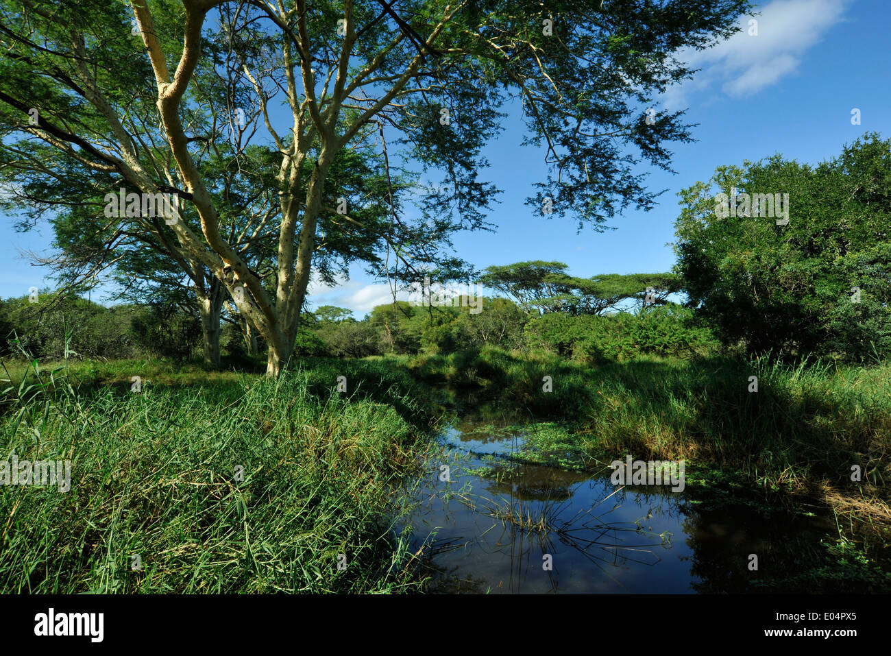 Mkhuze game reserve, KwaZulu-Natal, Afrique du Sud, un excellent ...