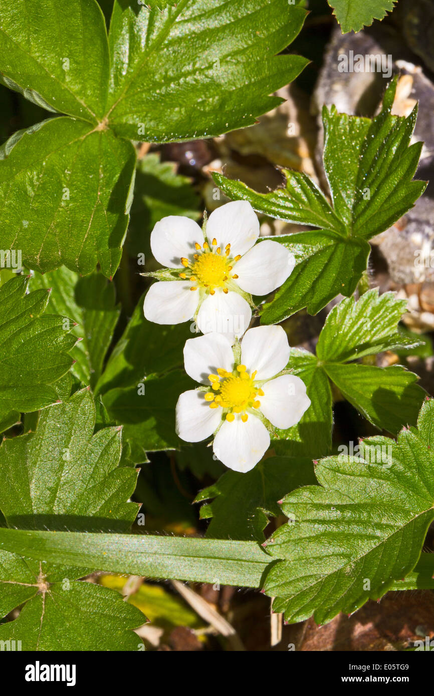 Fleurs de fraises sauvages Banque de photographies et d’images à haute ...