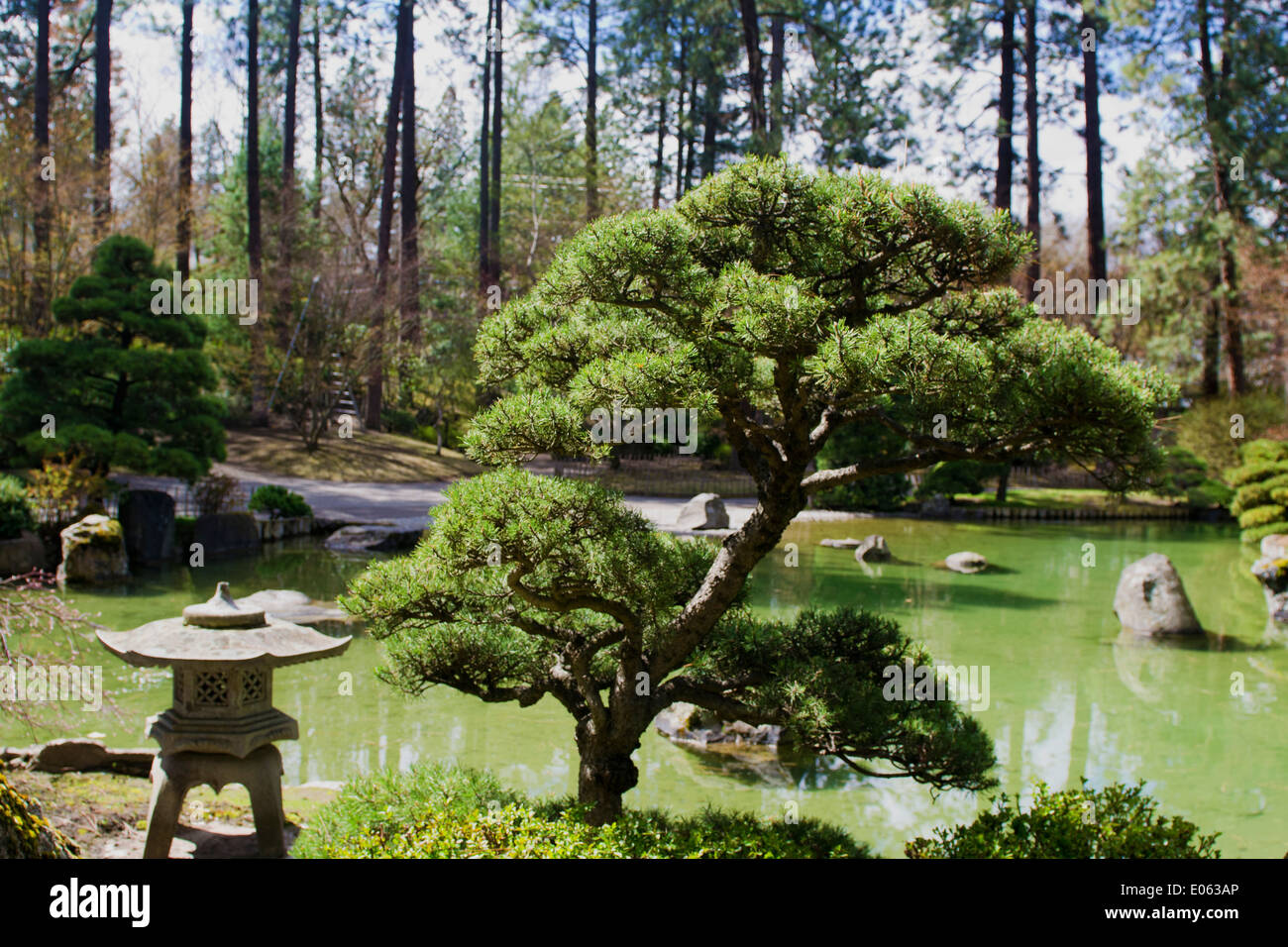Banzai tree Banque de photographies et d’images à haute résolution - Alamy