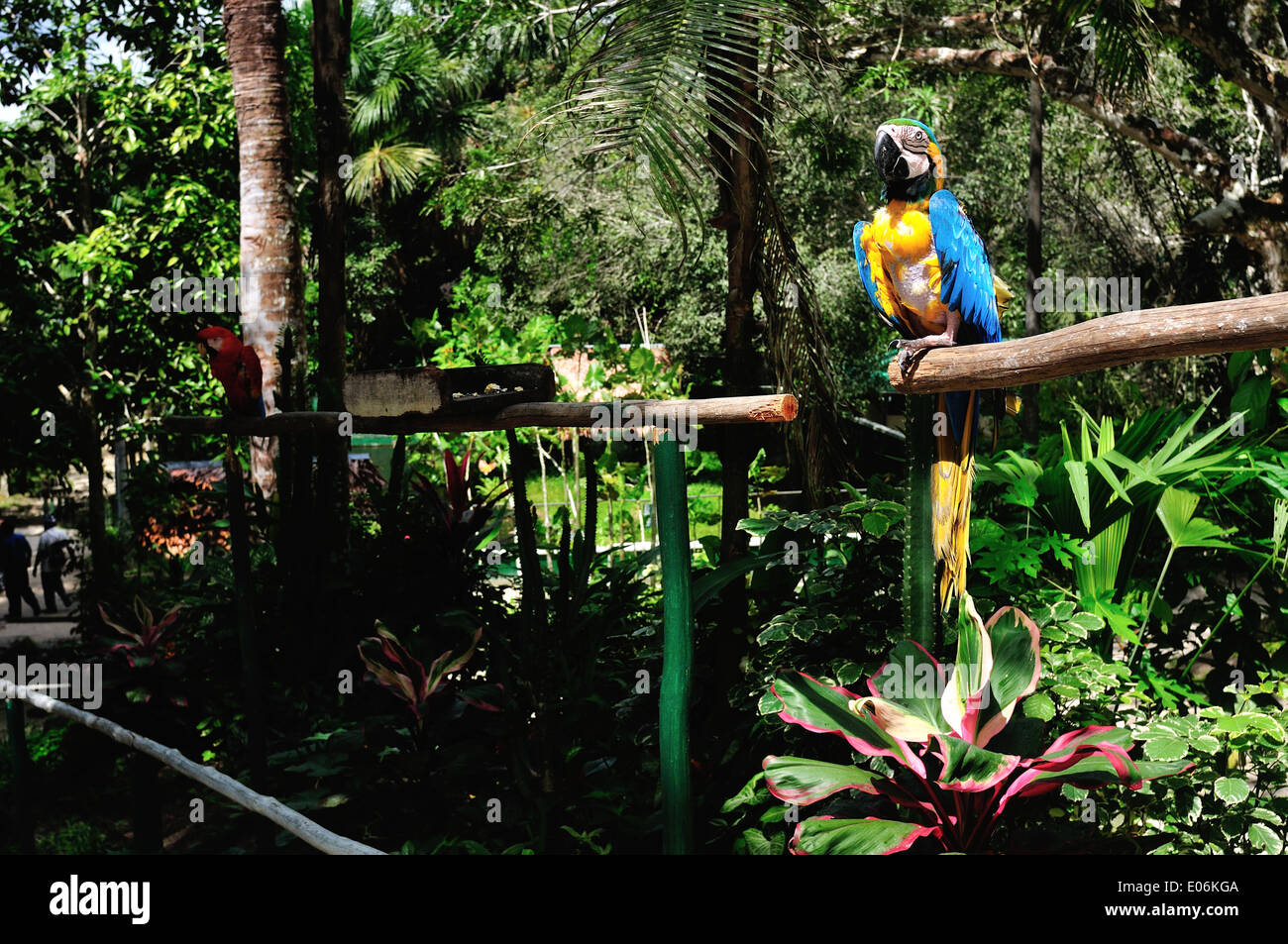 Zoo de quistococha Banque de photographies et d’images à haute résolution - Alamy