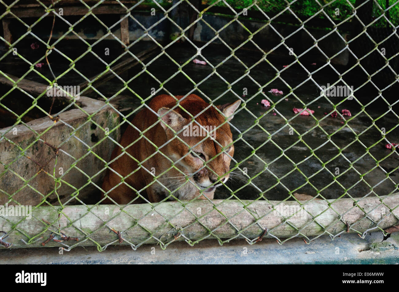Zoo de quistococha Banque de photographies et d’images à haute résolution - Alamy