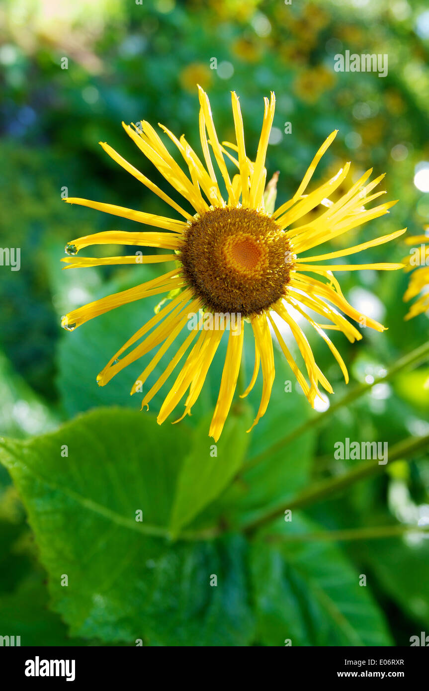 Elecampane fleur inula helenium Banque de photographies et d’images à ...