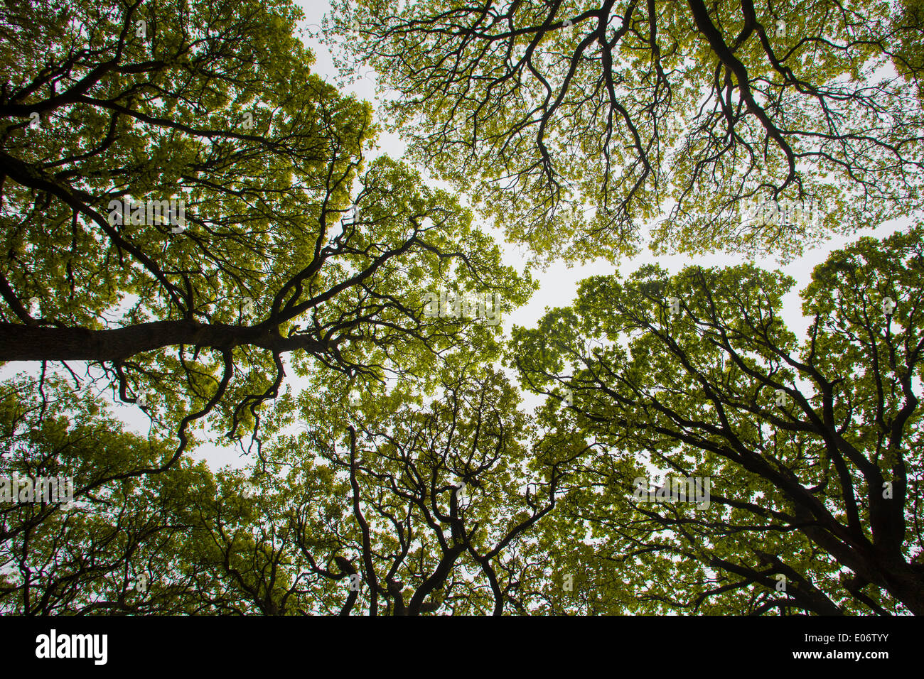 Tree canopy Banque de photographies et d’images à haute résolution - Alamy