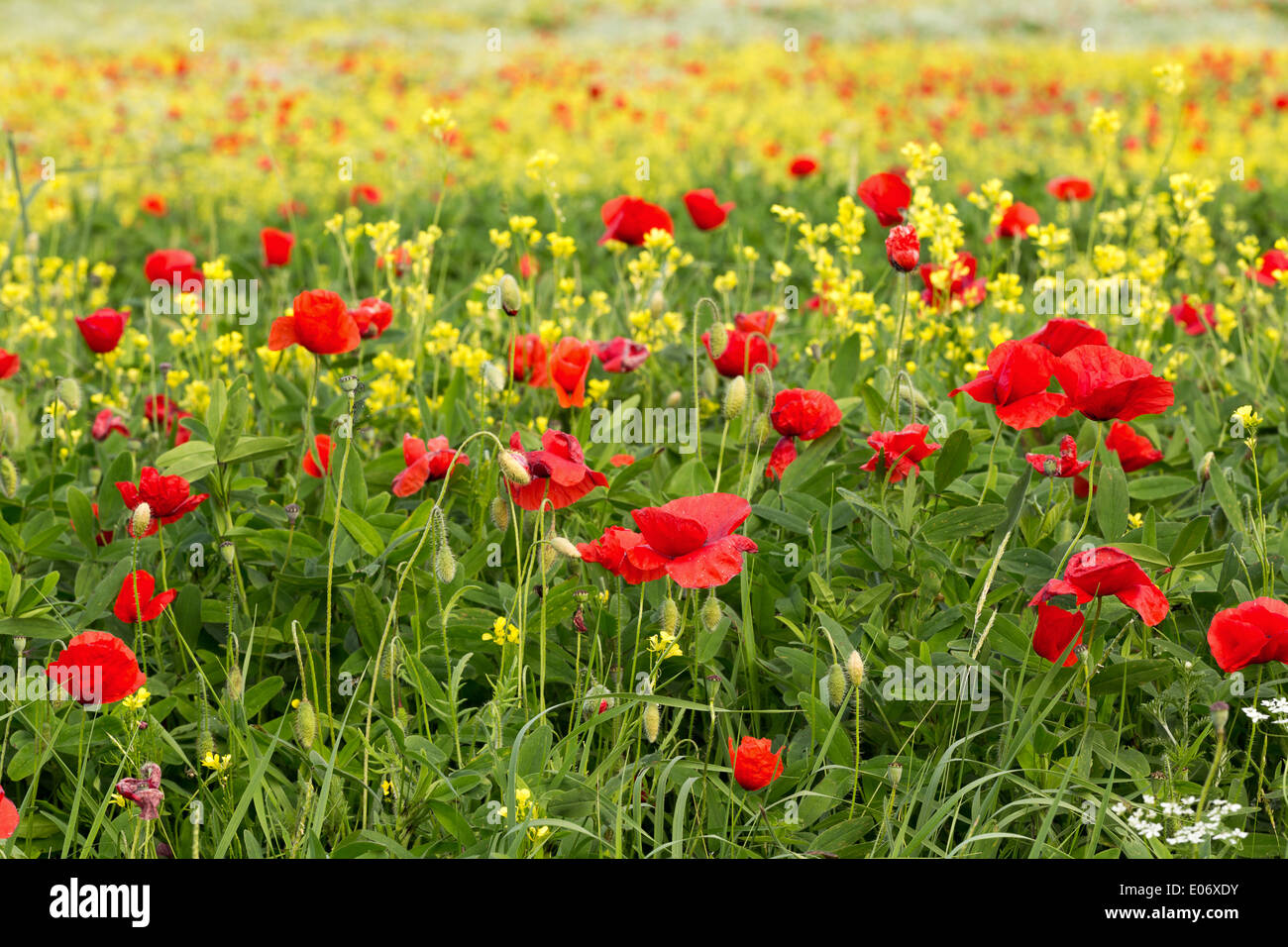 Fleurs sauvages rouges et jaunes Banque de photographies et d’images à ...