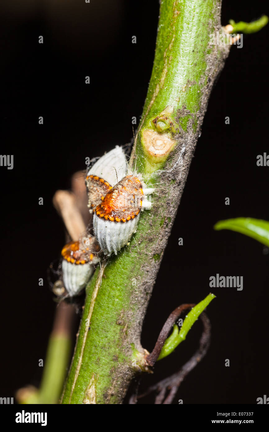 Cochenille cochenille Banque de photographies et d’images à haute ...