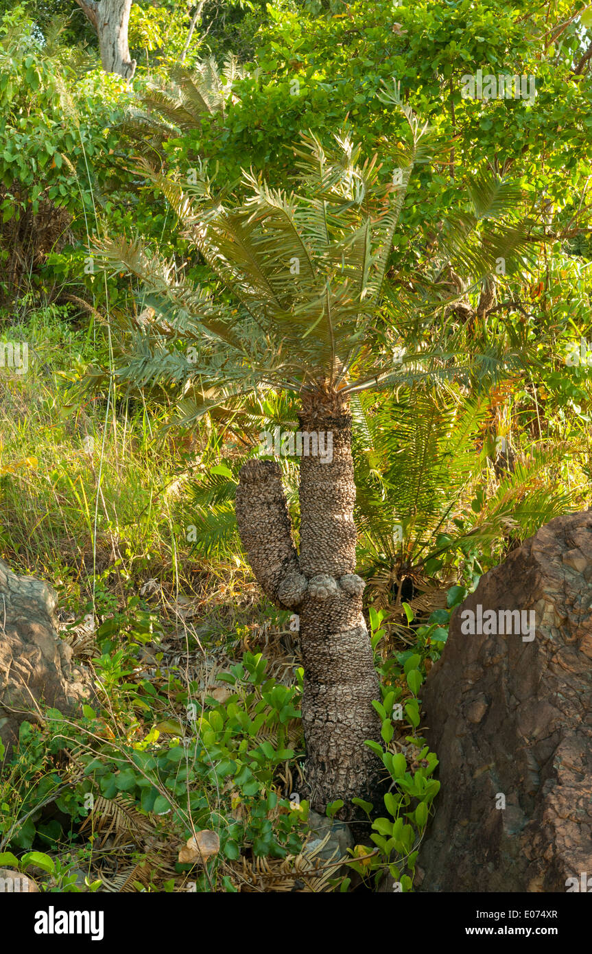 Cycas fruit Banque de photographies et d’images à haute résolution - Alamy