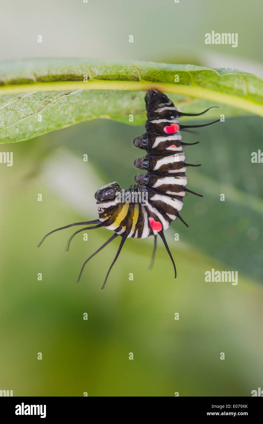 Papillons nymphe Banque de photographies et d’images à haute résolution ...