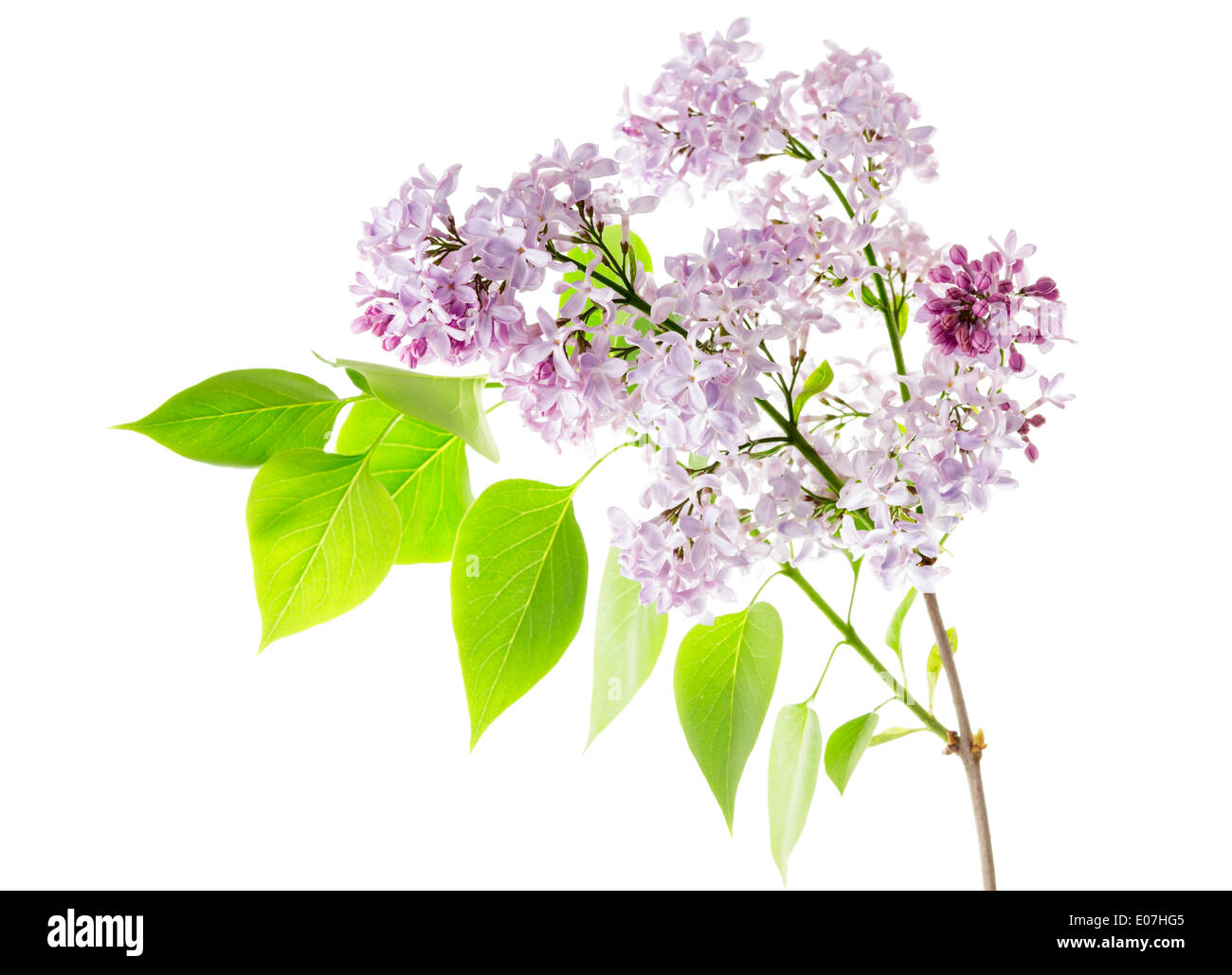 Feuilles de syringa Banque de photographies et d’images à haute ...