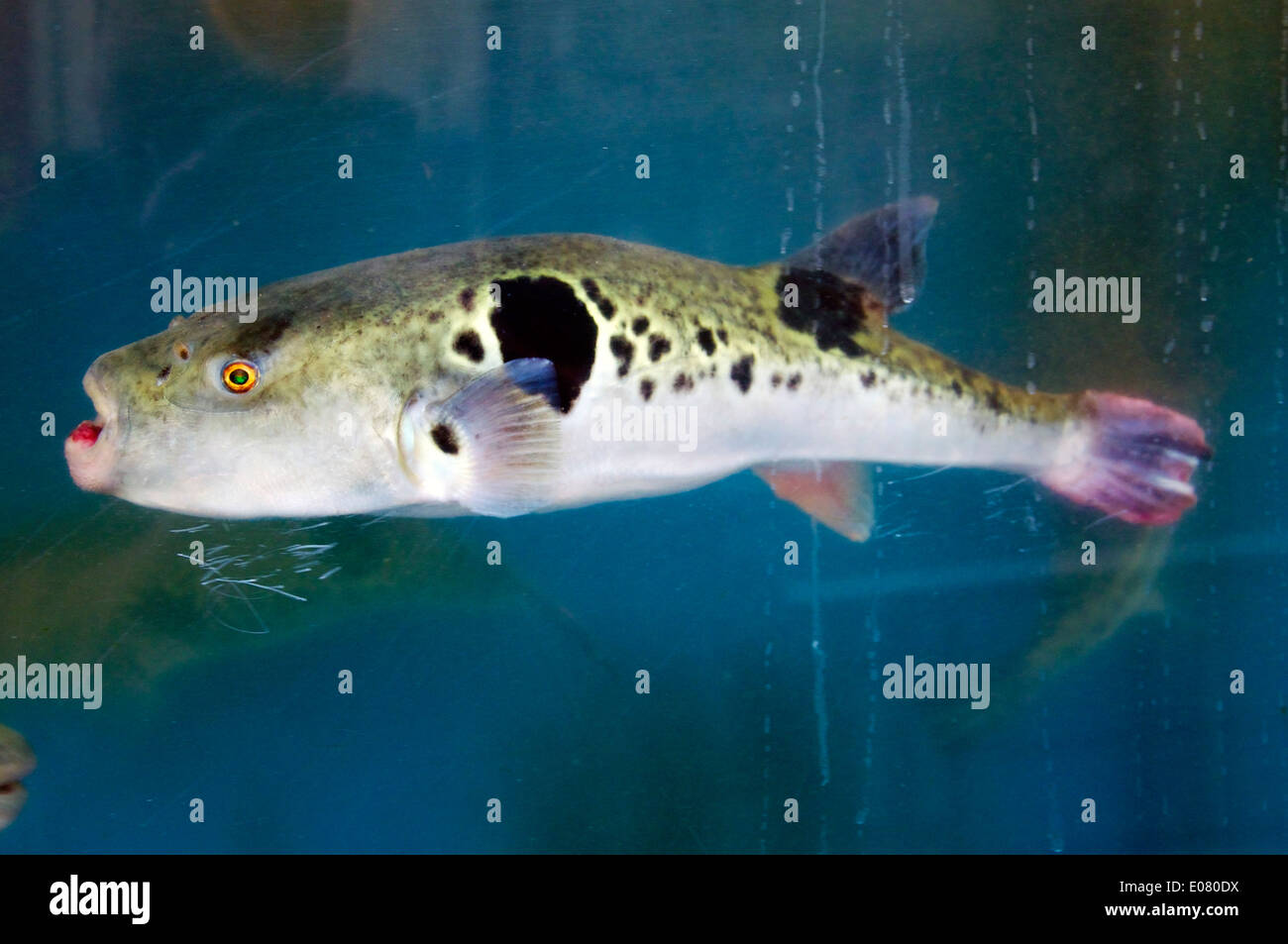 Fugu japonais Banque de photographies et d’images à haute résolution ...